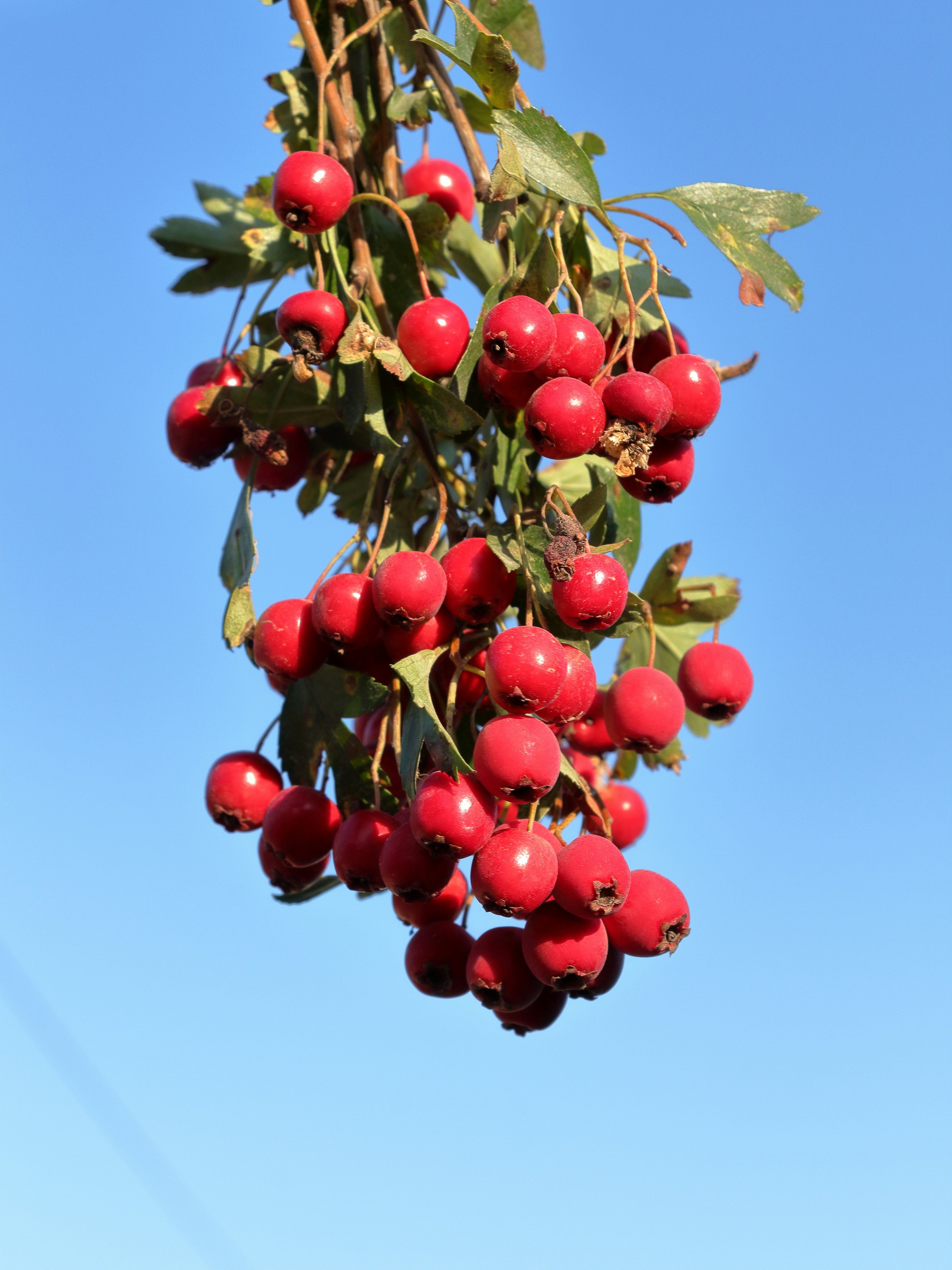 Cherries in the Clear: A Sunlit Cluster Suspended Against a Wakeful Sky