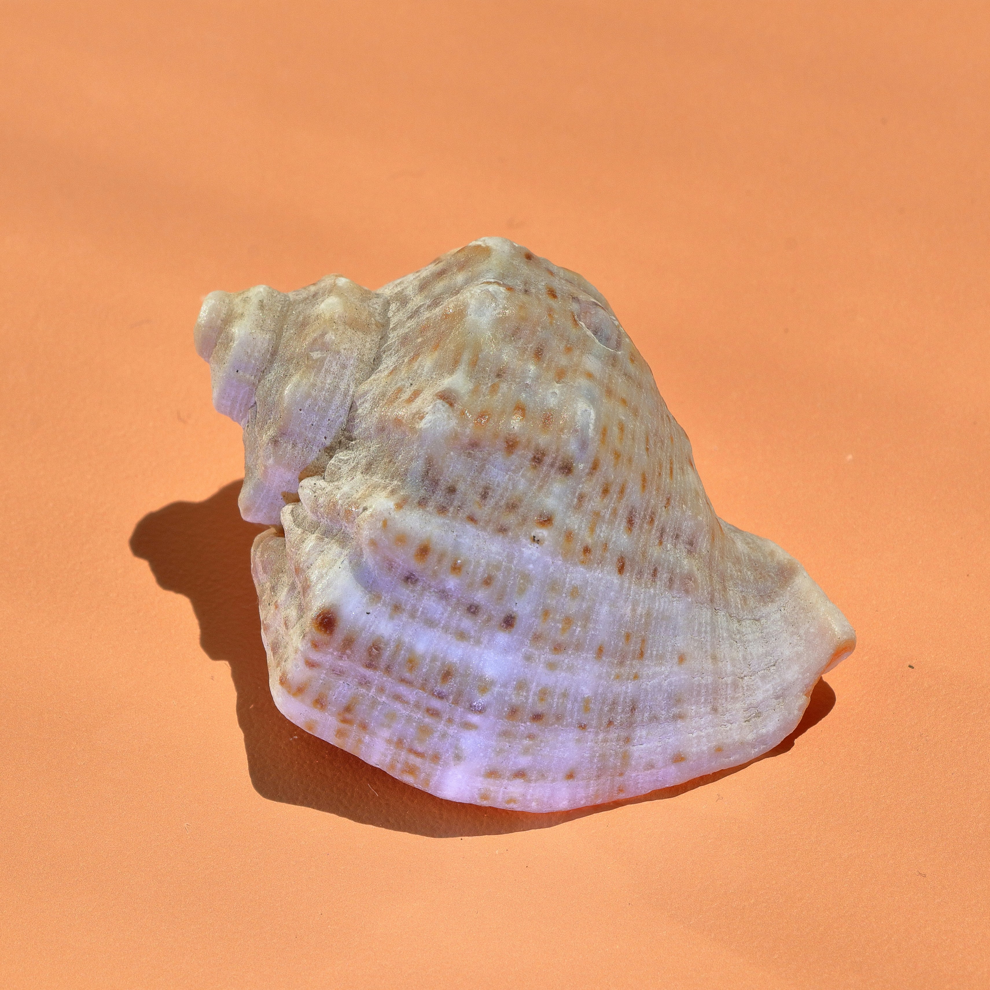 A single seashell rests on a warm orange surface, casting a pronounced shadow and soft highlights that emphasize its ridged texture. The scene focuses on the natural form and subtle coloration of the shell.