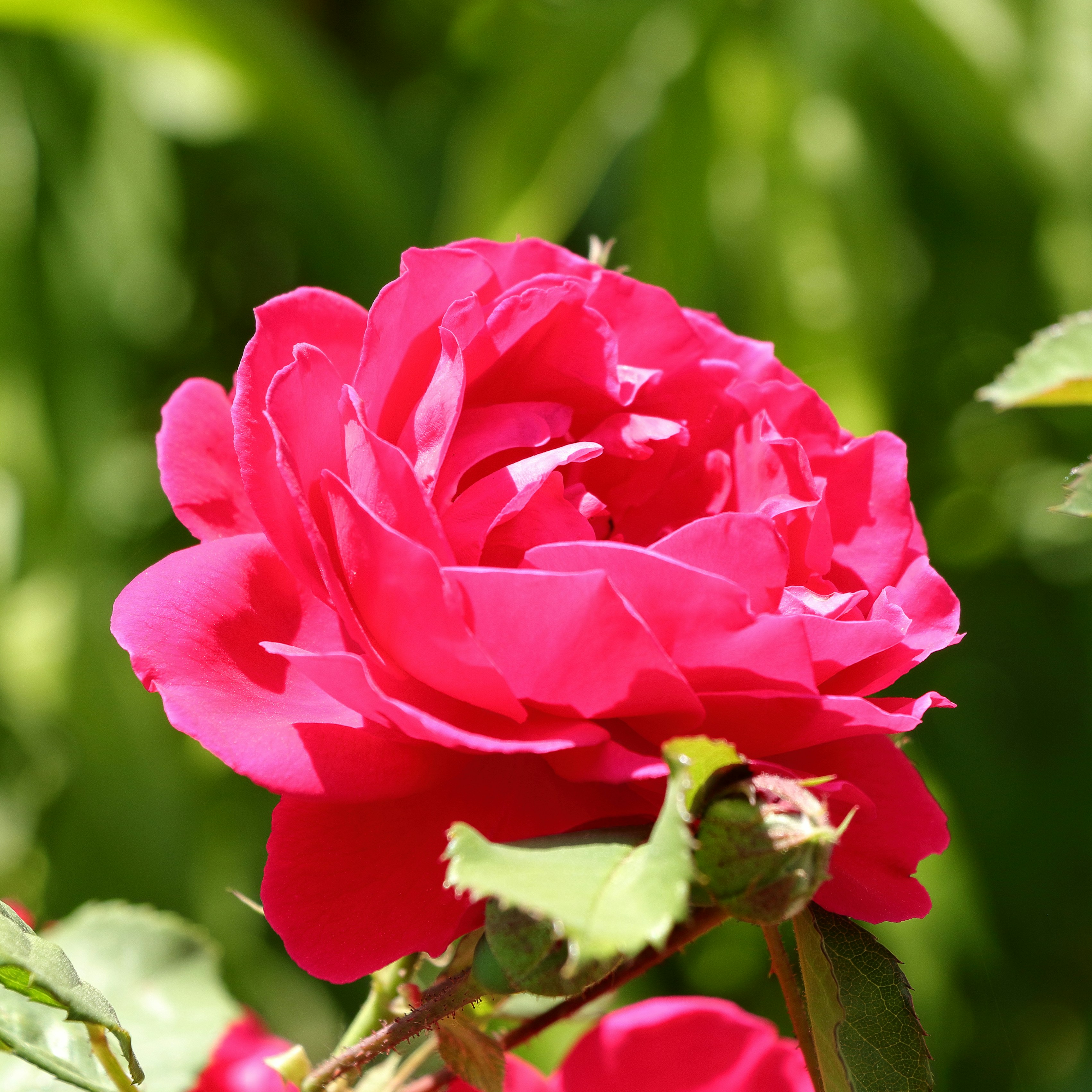 Petal Spotlight: A Coral Rose Framing the Garden’s Pulse