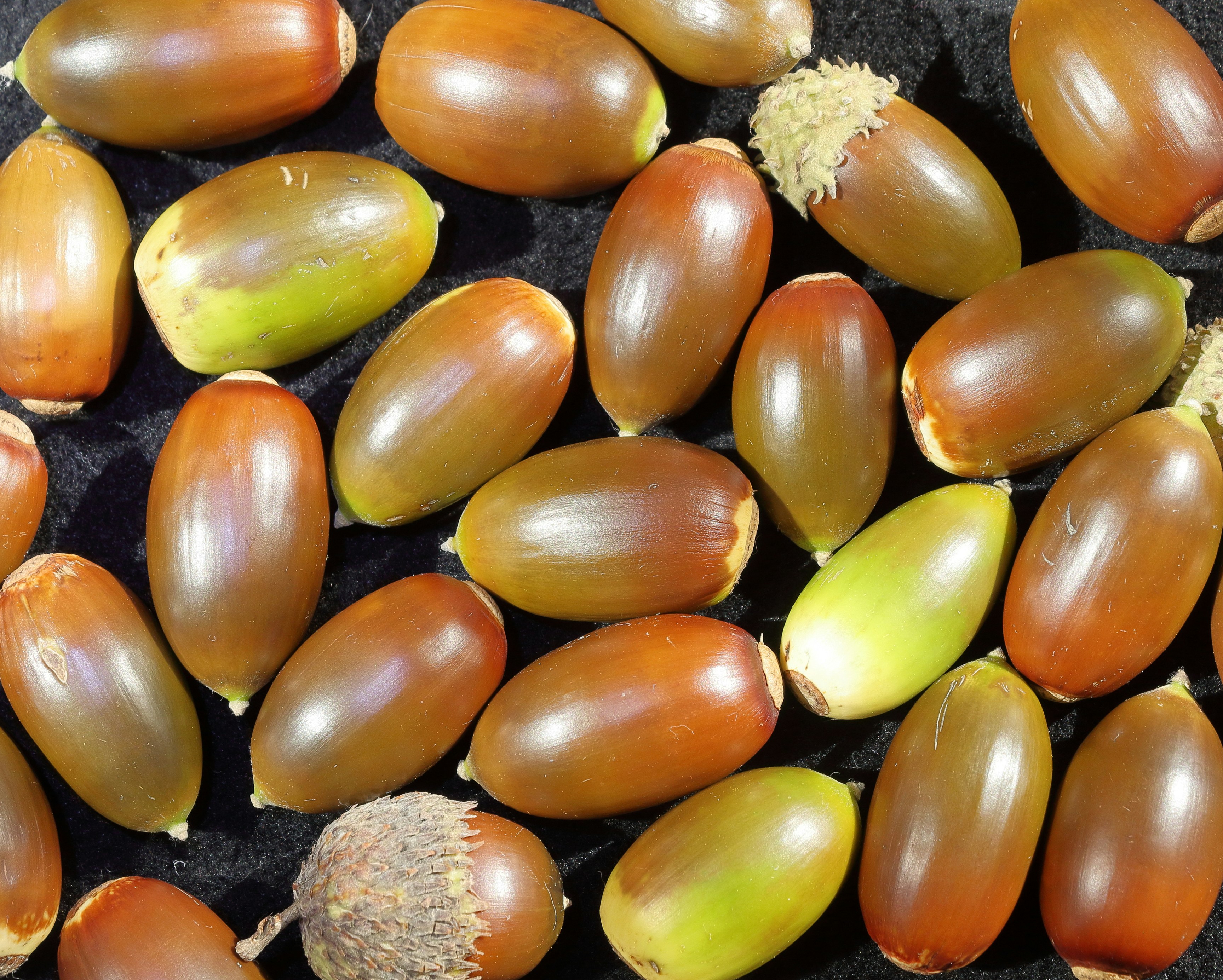 Sun-warmed seed fruits: clustered bushel in rich autumn tones