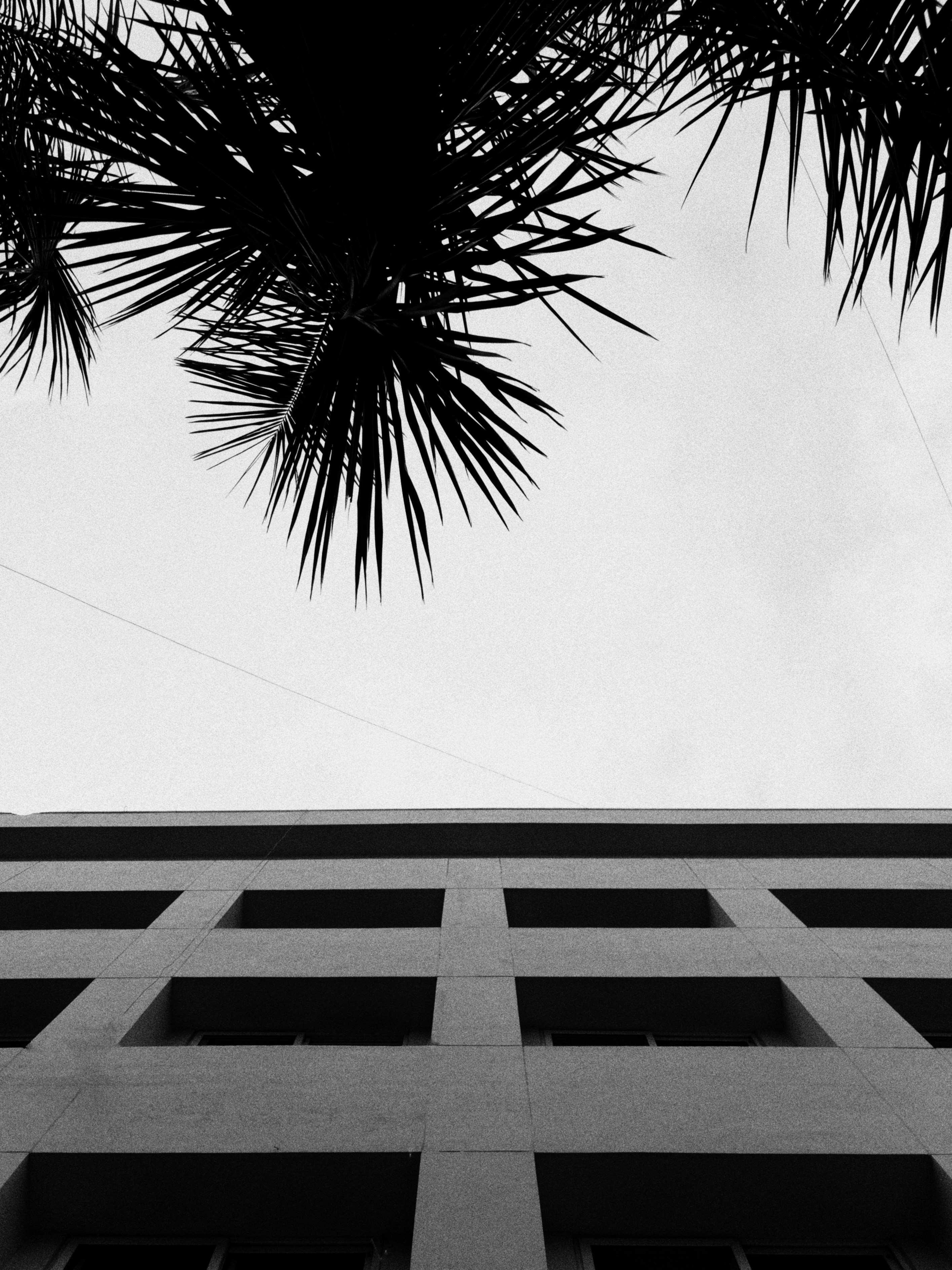 Black-and-white architectural scene with a palm frond canopy above a grid-like building facade, emphasizing stark geometry and negative space.