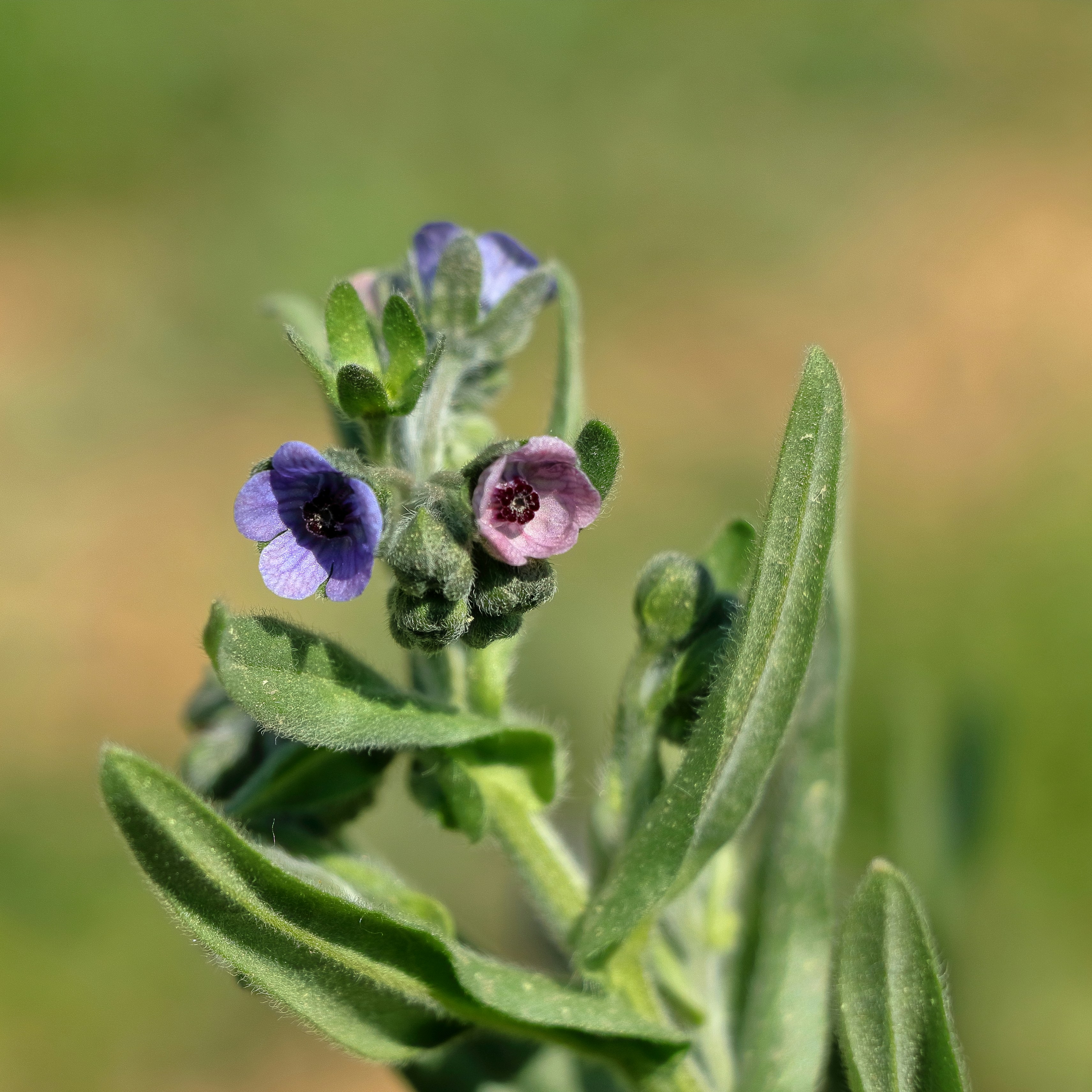 Purple-violet blossoms piercing a soft-green world