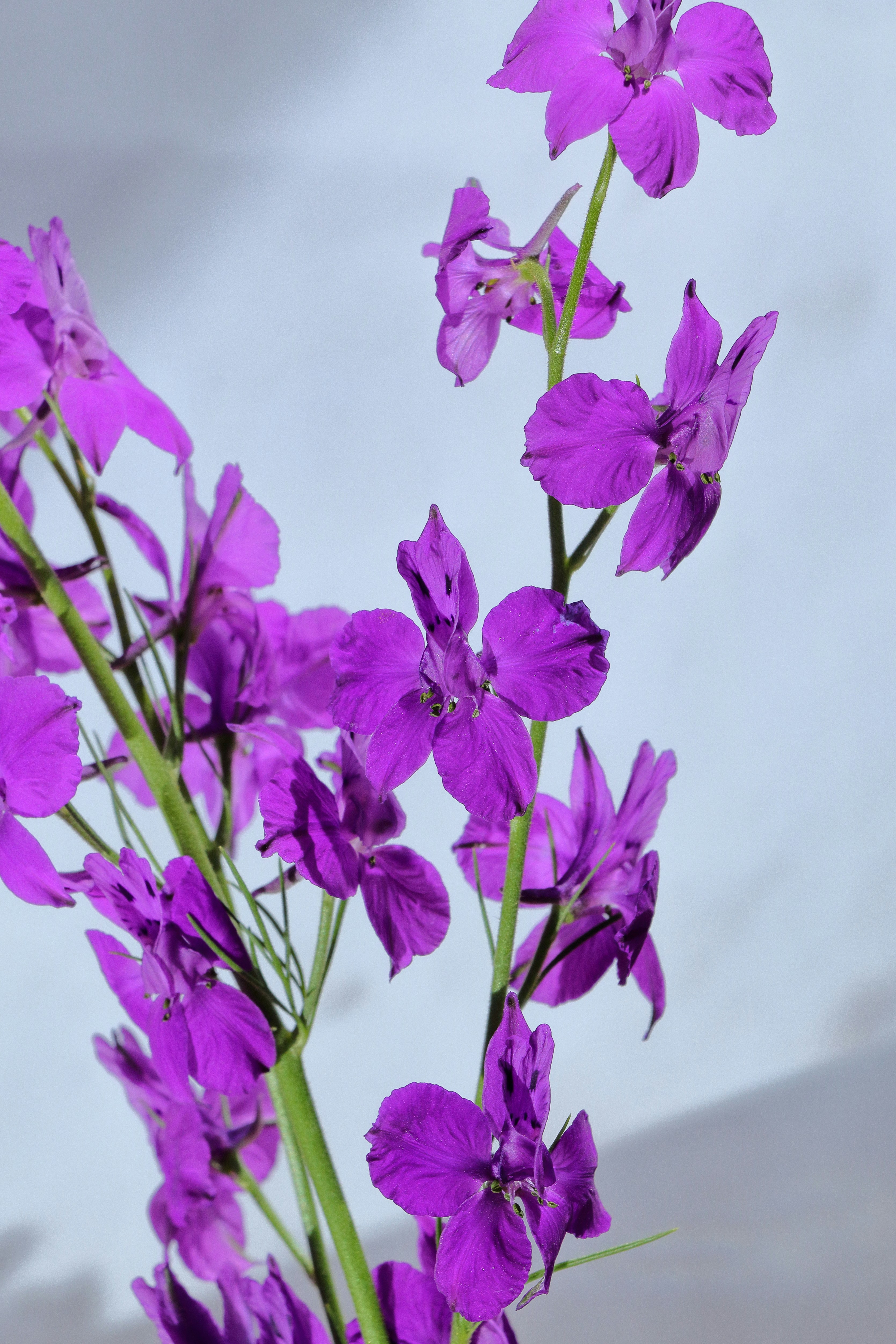 Bright purple flowers with slender green stems reach upward against a pale background, showcasing delicate petals and slim floral stalks.