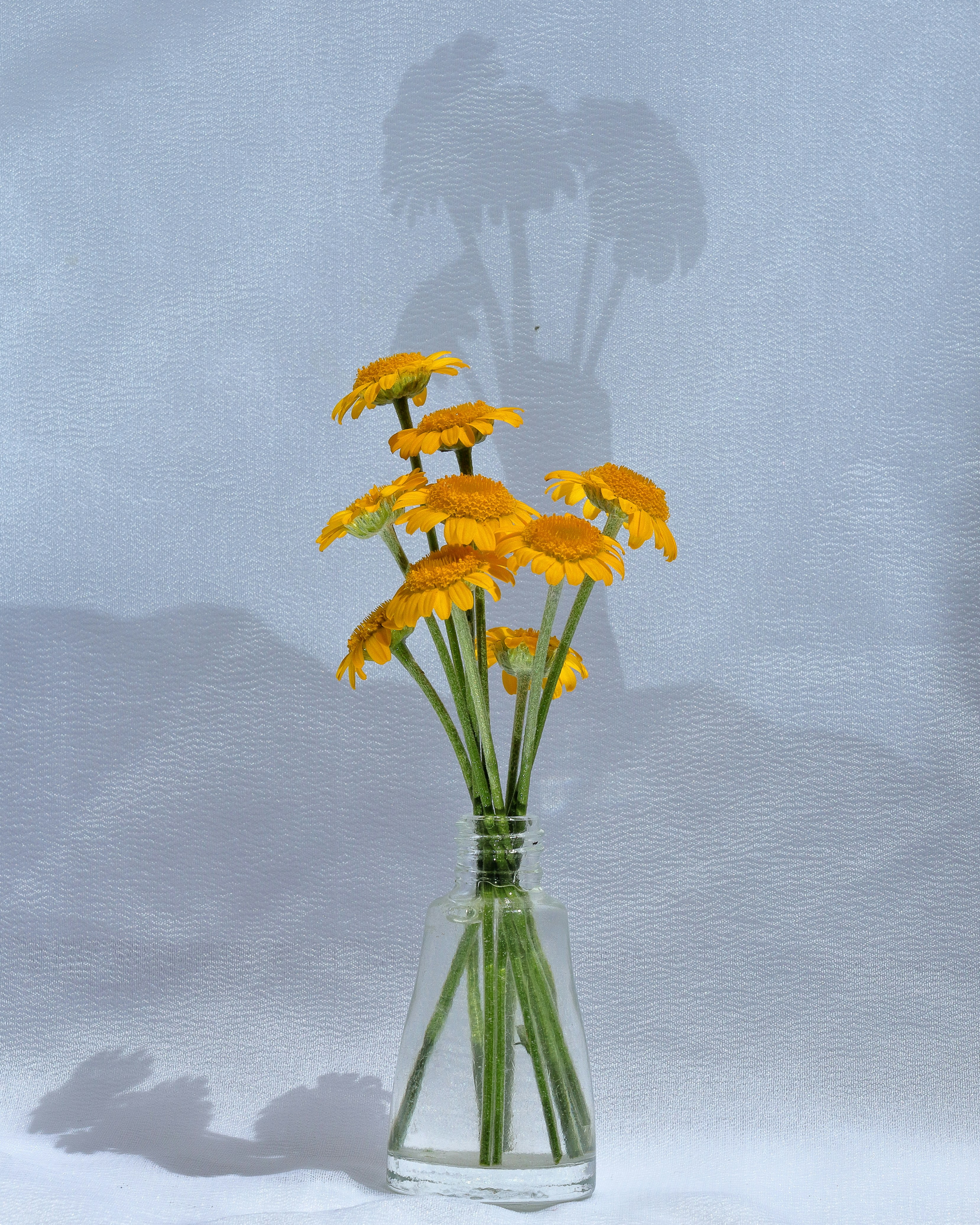 Yellow Daisy Bouquet in a Glass Vase with Shadowed Palm Silhouettes