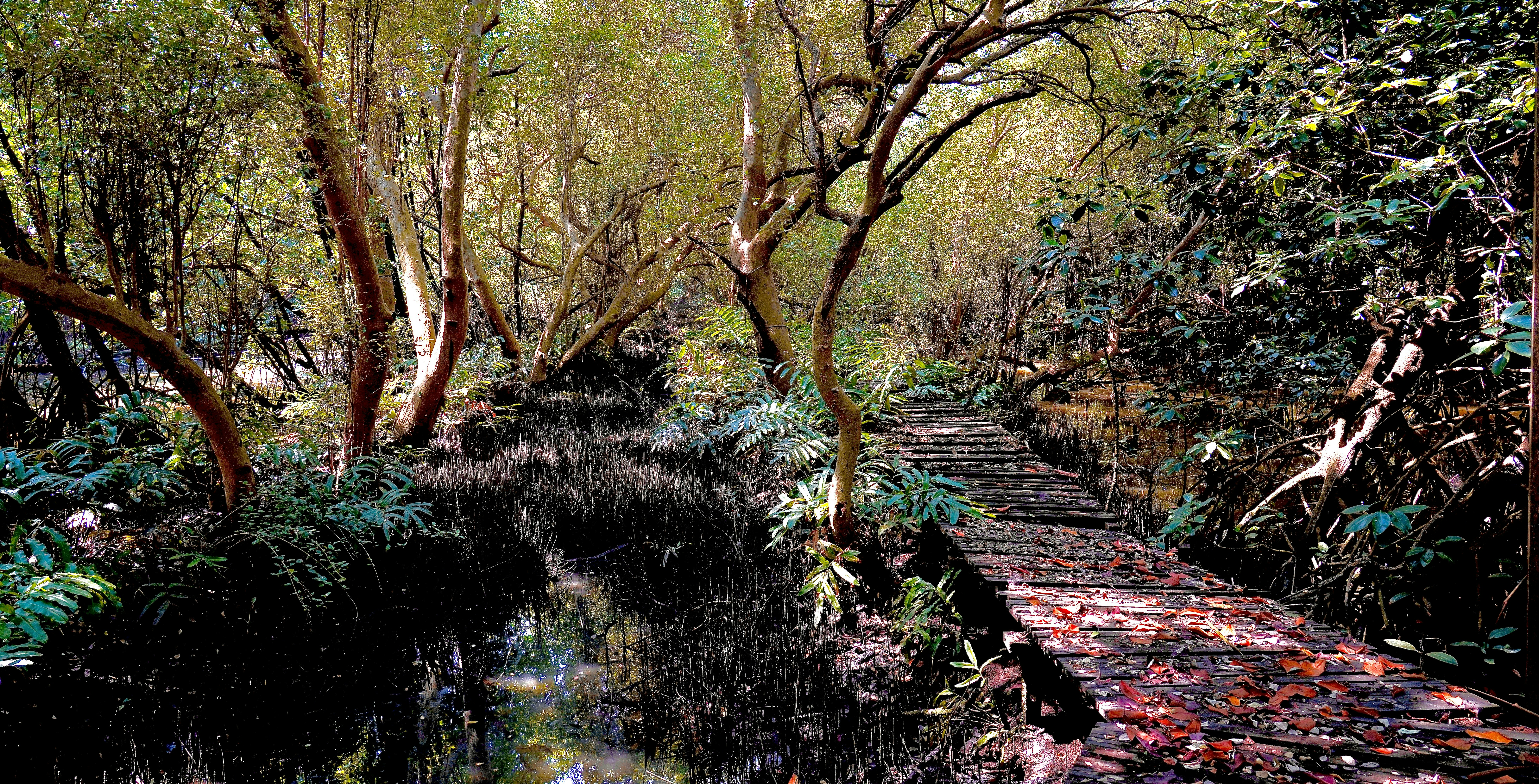 Autumnal Boardwalk Over Quiet Waters