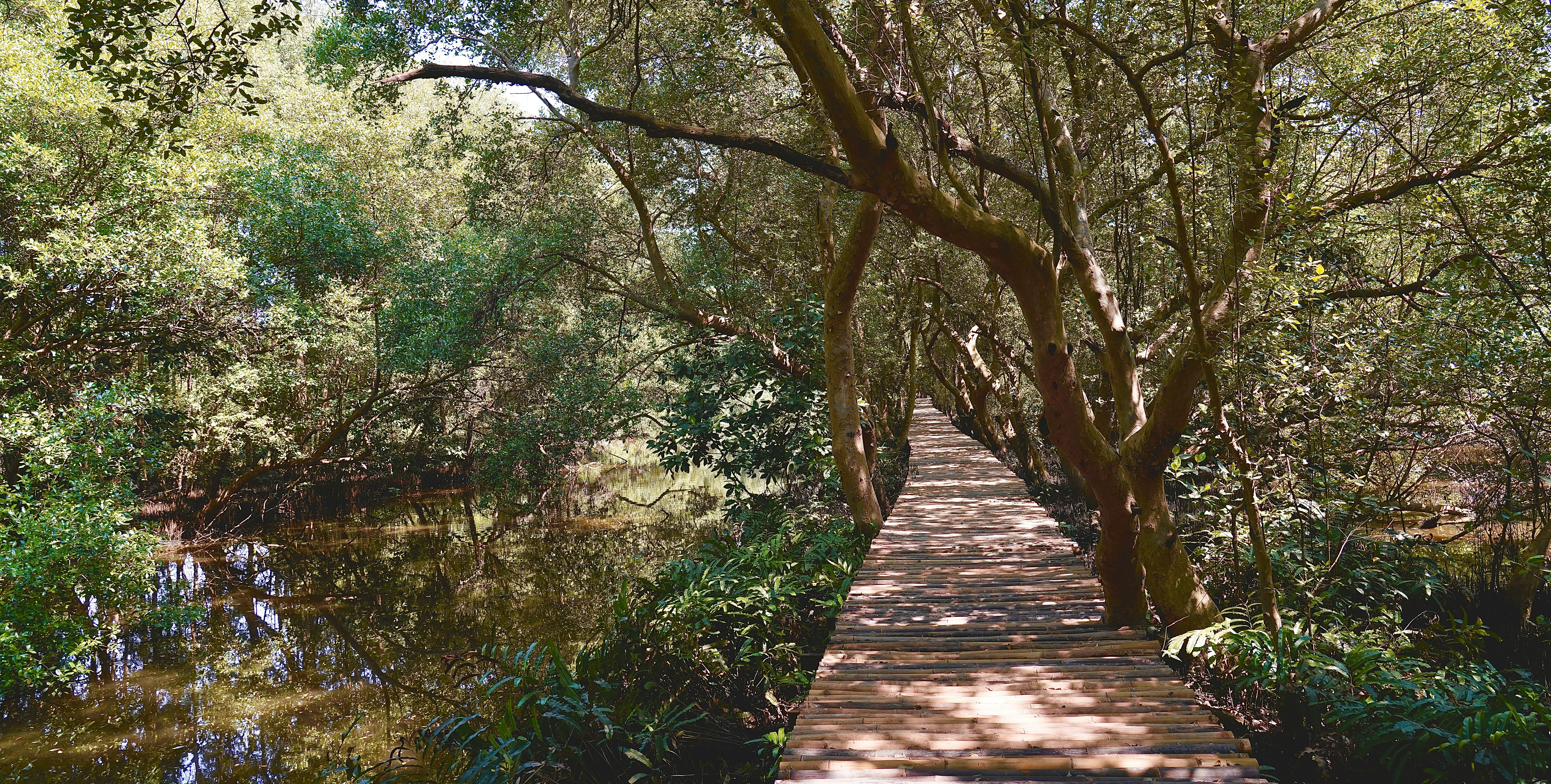 Timber Bridge Through Whispering Trees