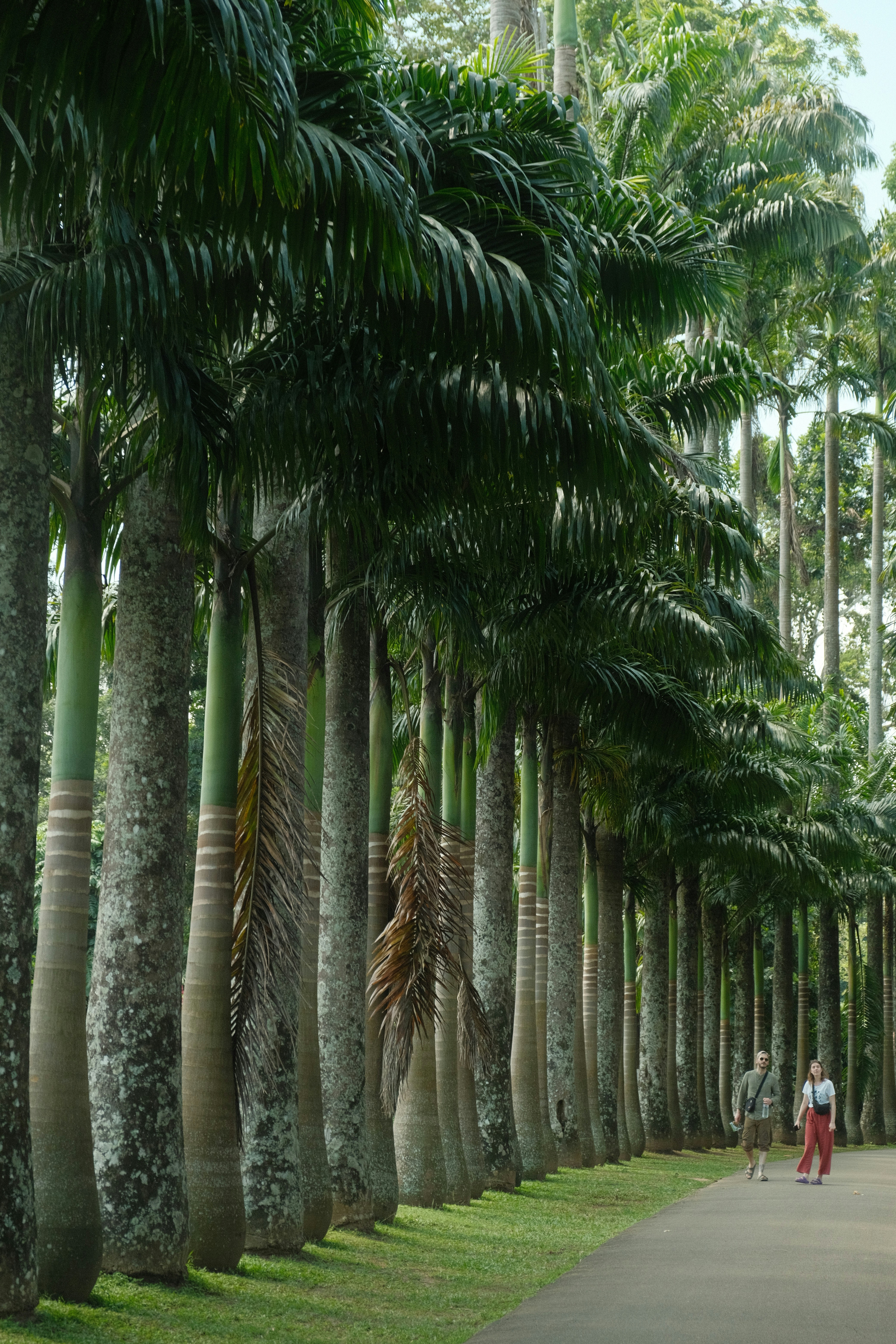 Along the Palm-Colored Avenue: A Quiet Walk Beneath Cathedral-Like Foliage