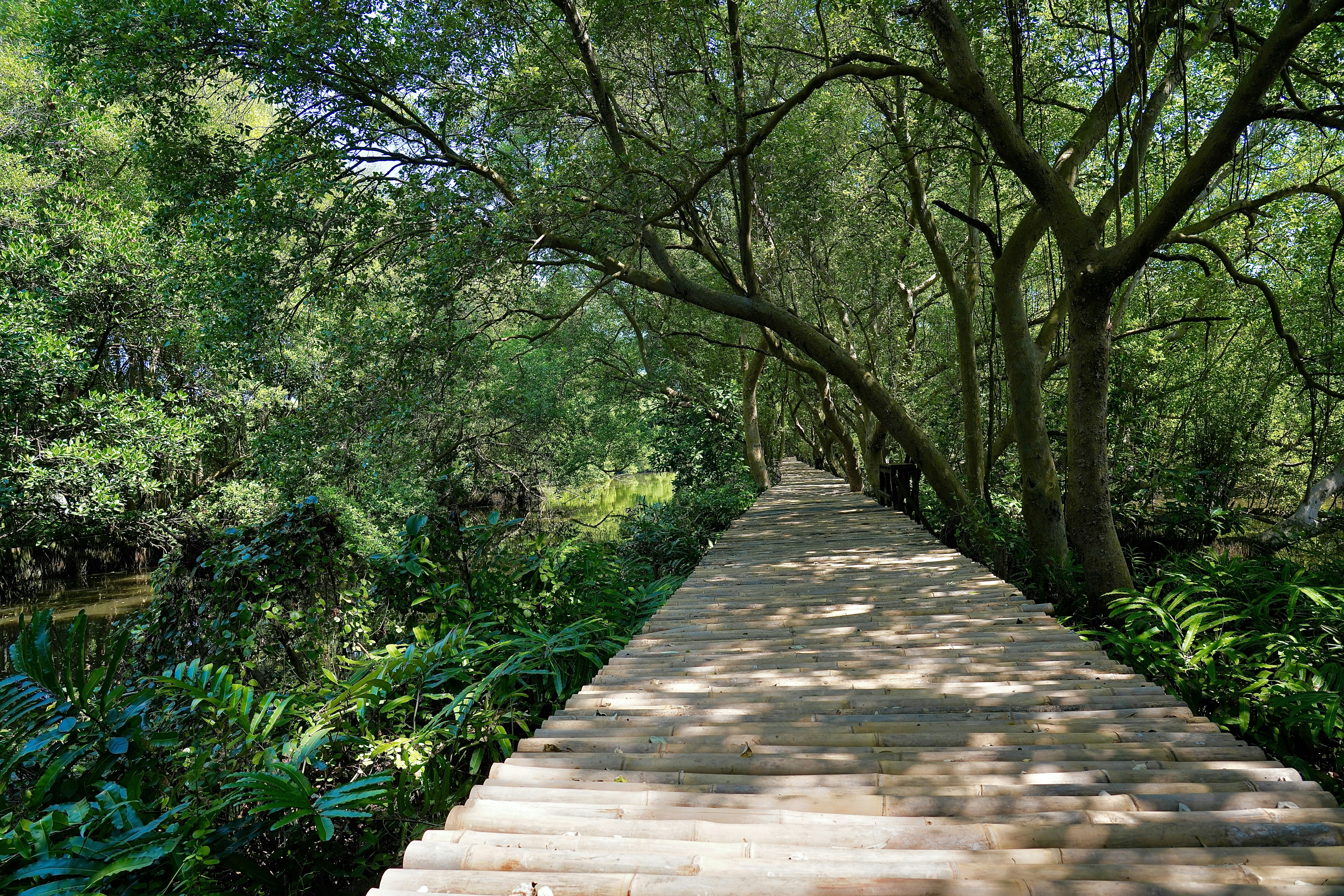 Walkway Beneath a Tangle of Shadows