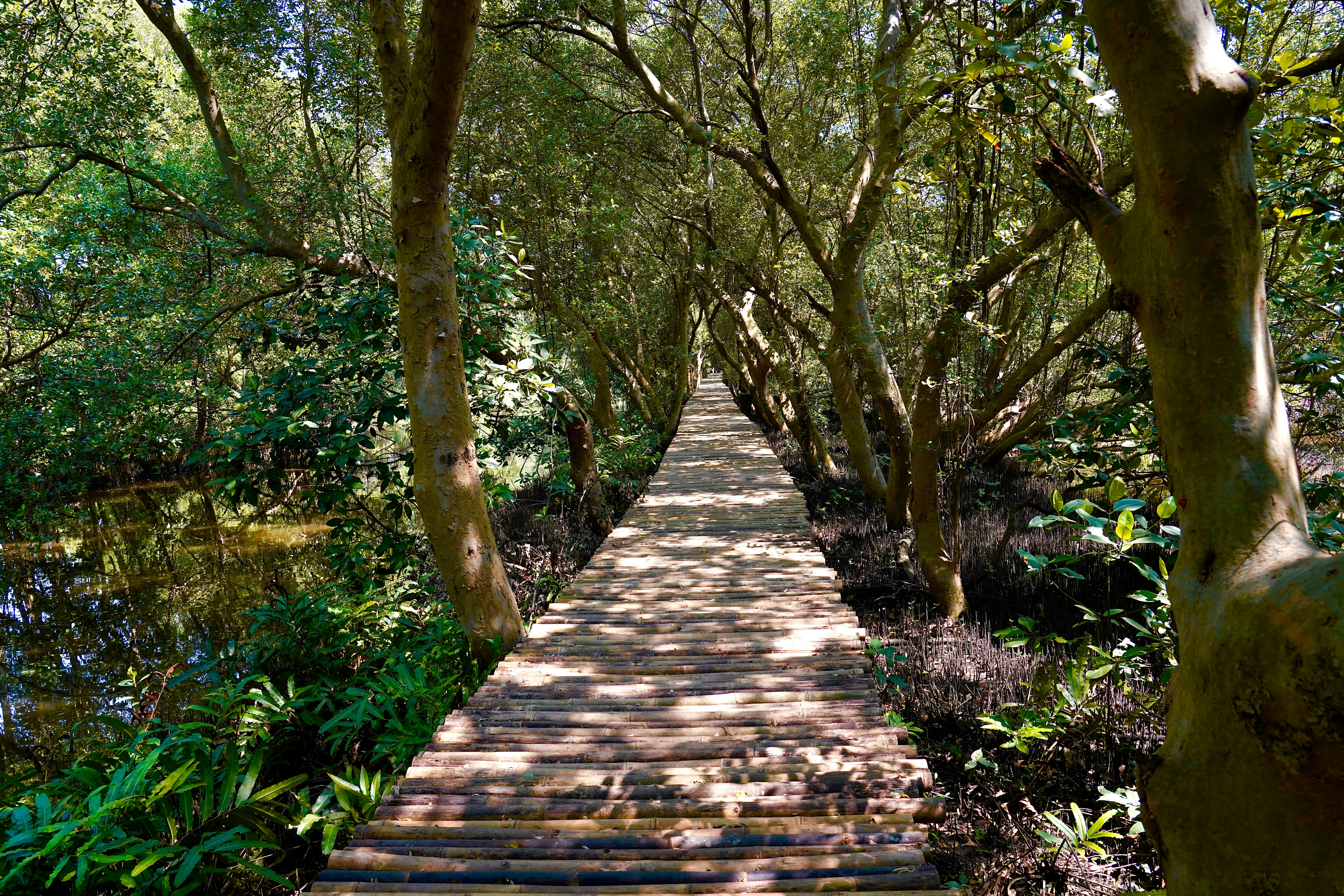 Path of Light Through the Whispering Grove