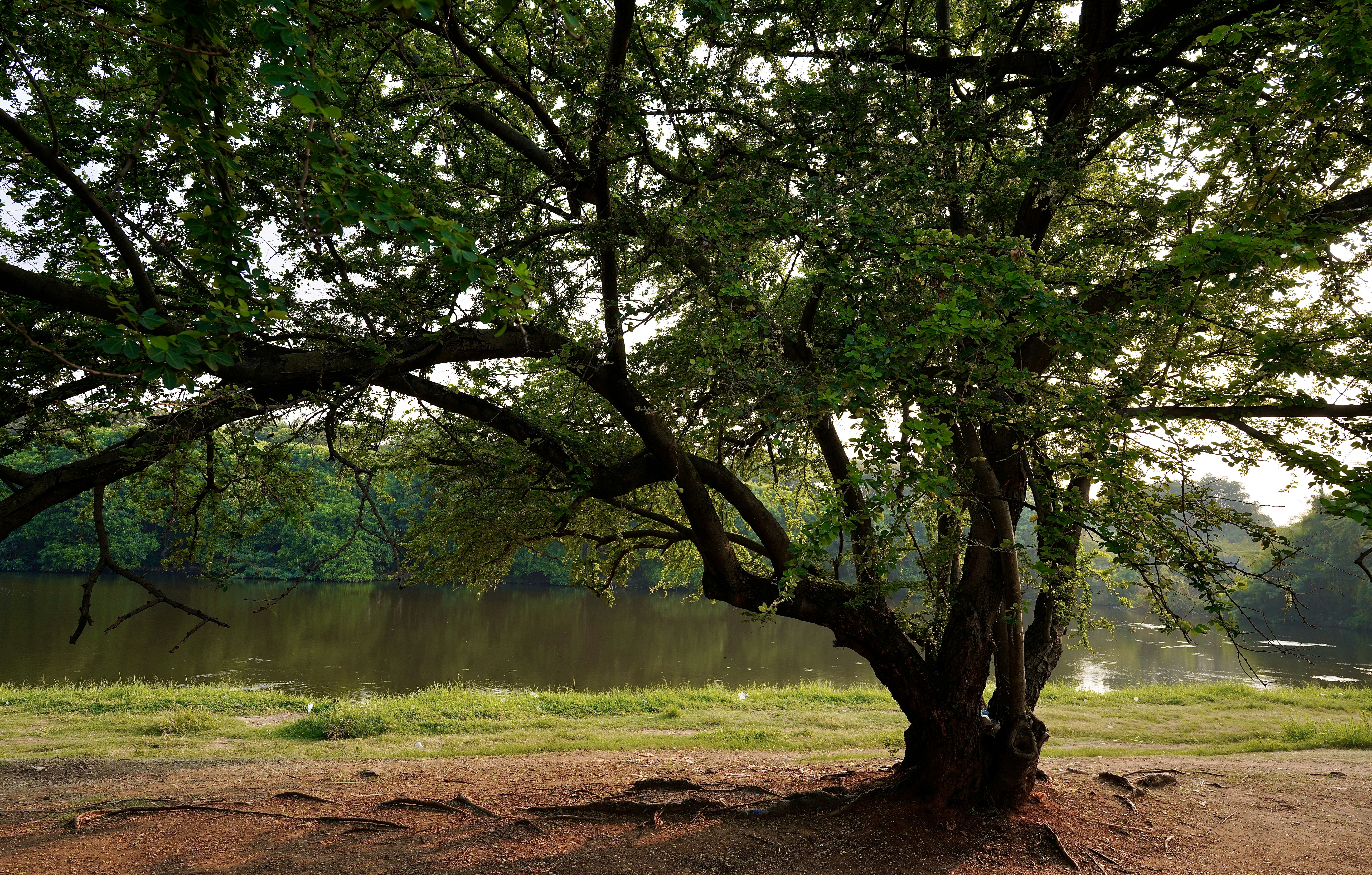 Old willow by the quiet lake, roots embracing the shore