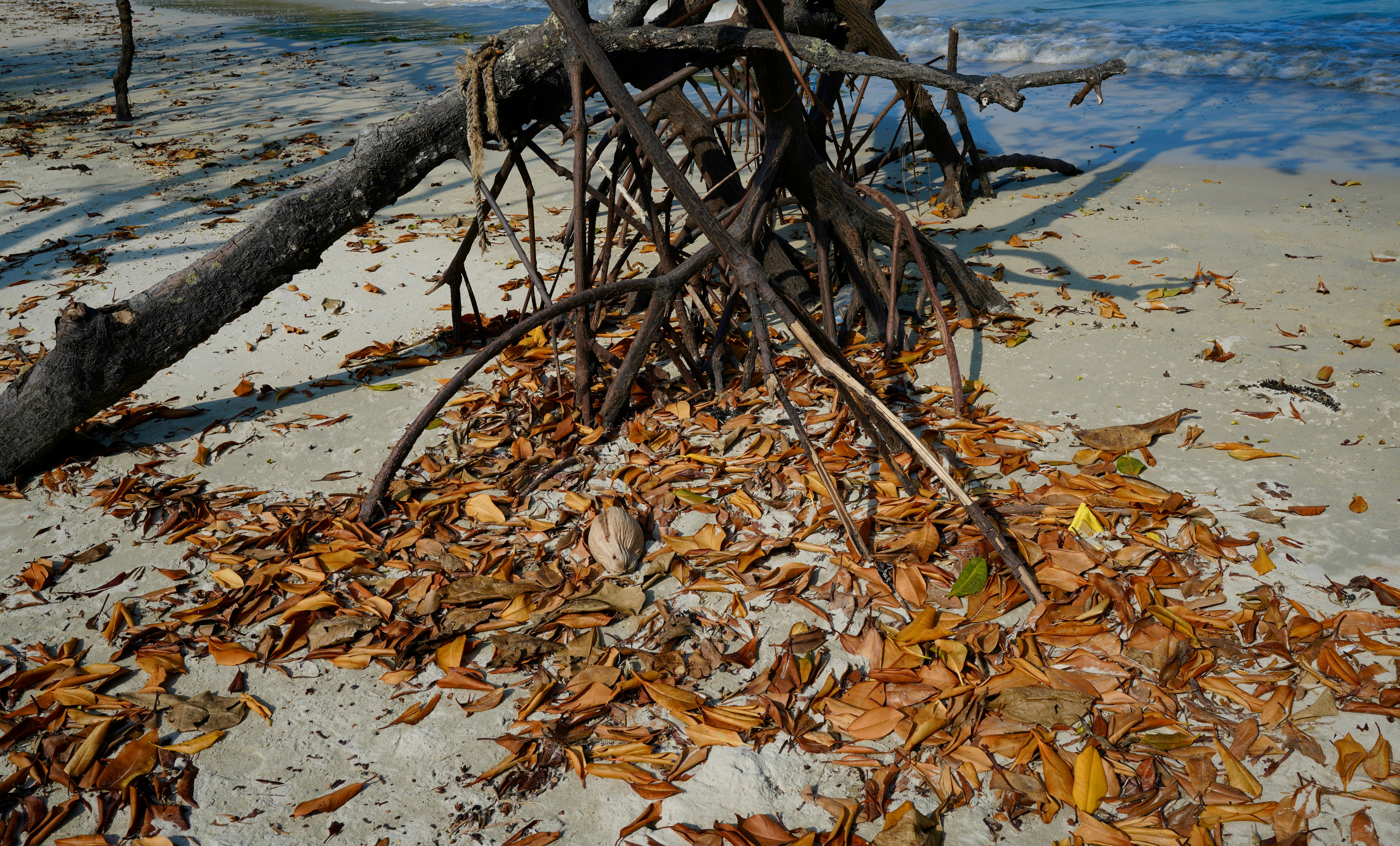 Rooted Drift: Autumn Leaves at the Shore