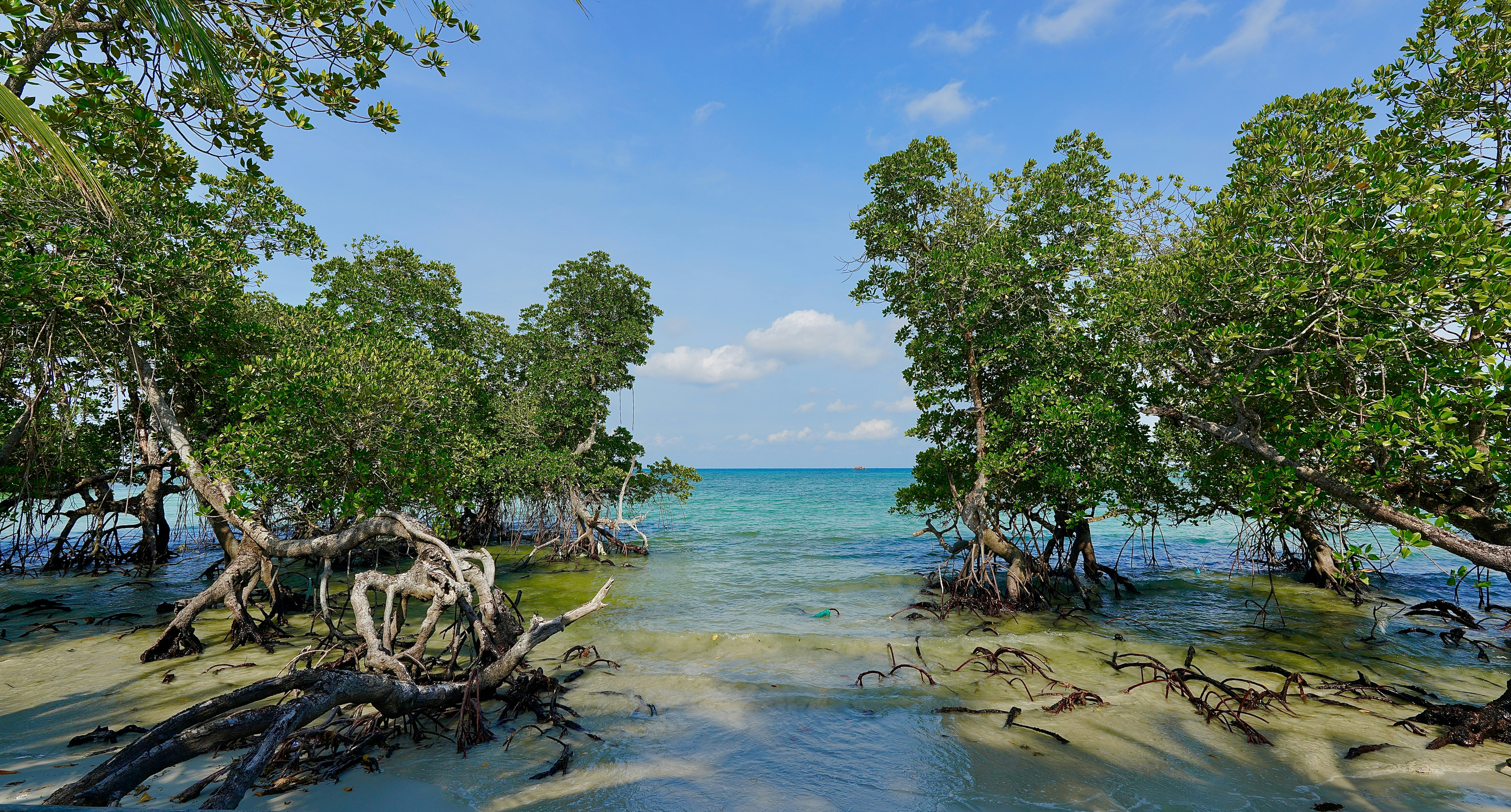 Tidal Roots: A Braced Seascape Framed by Mangroves