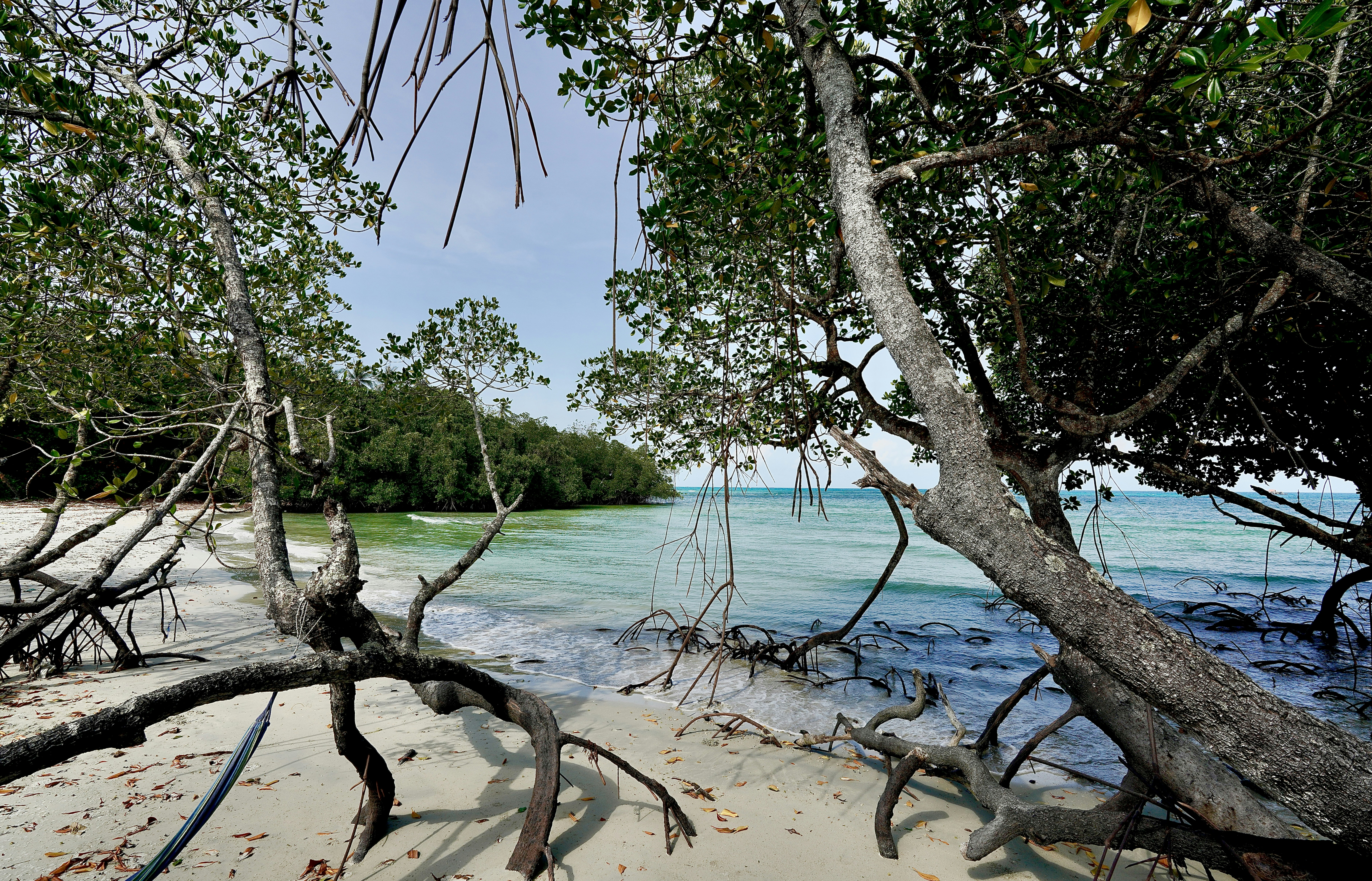 Rooted Perimeter: A Tree-Framed Beach View toward Turquoise Waters