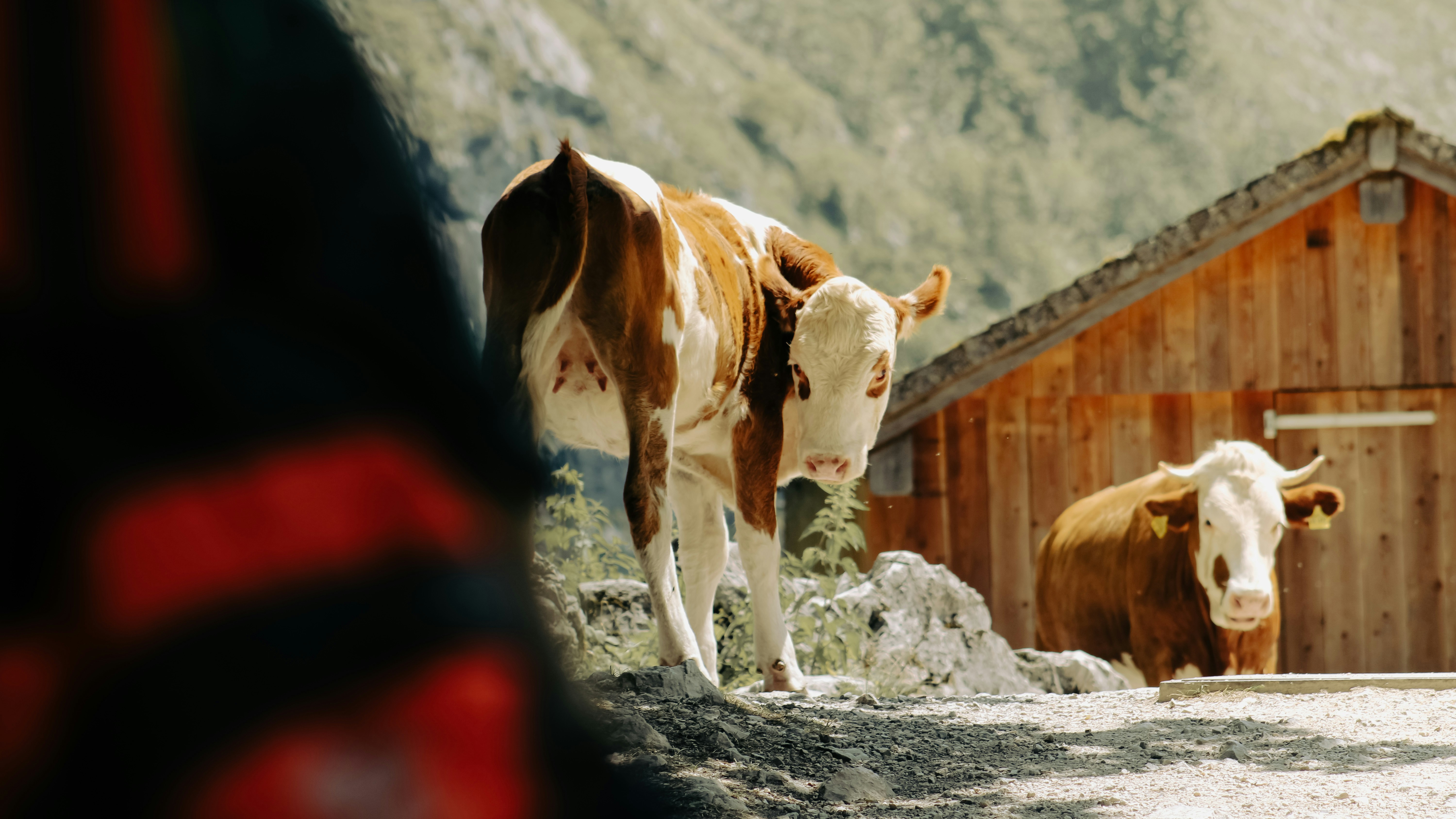Pasture Signpost: Cows at the Farmhouse Edge