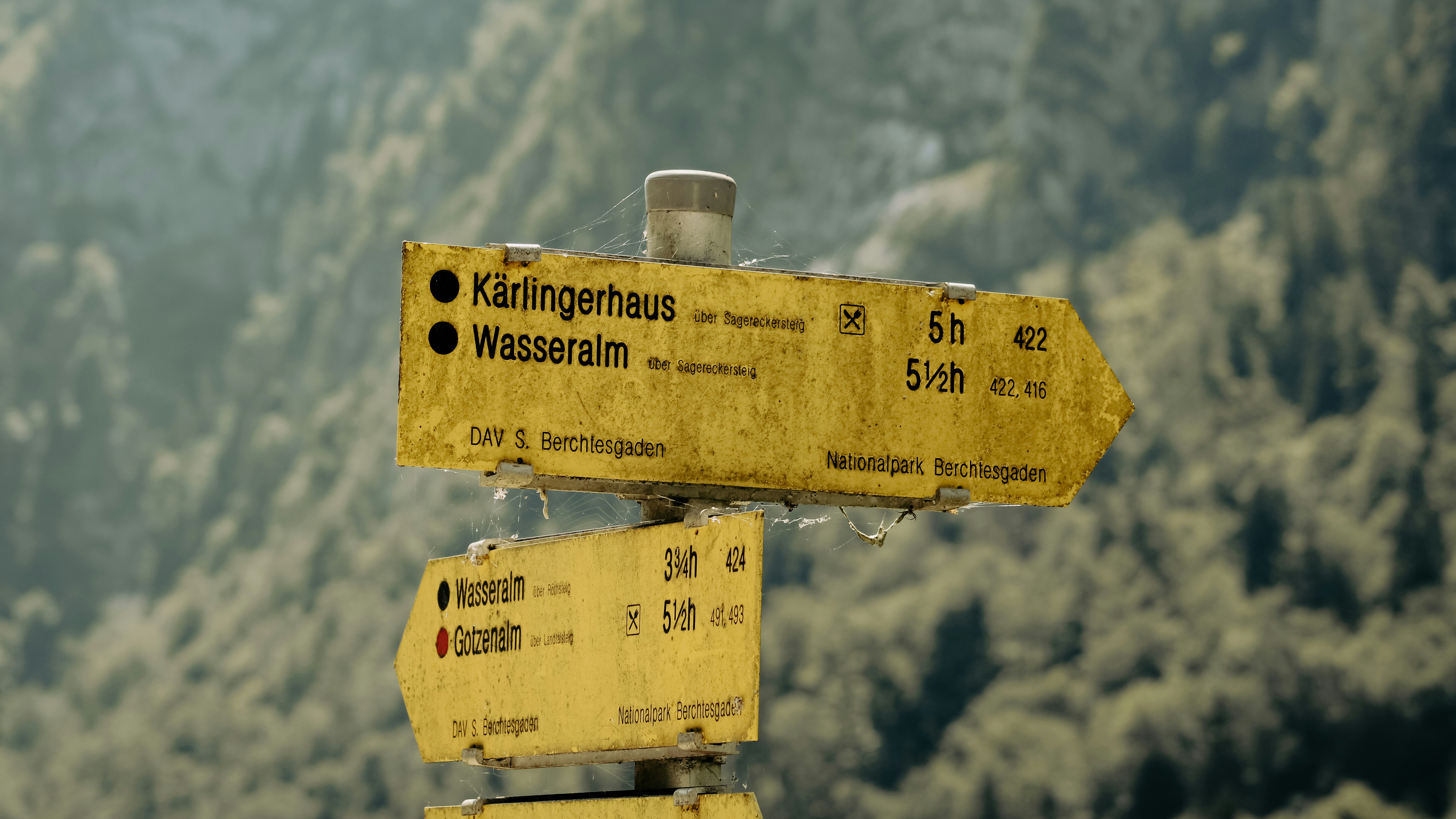 Weathered trail signpost guiding hikers through misty pines