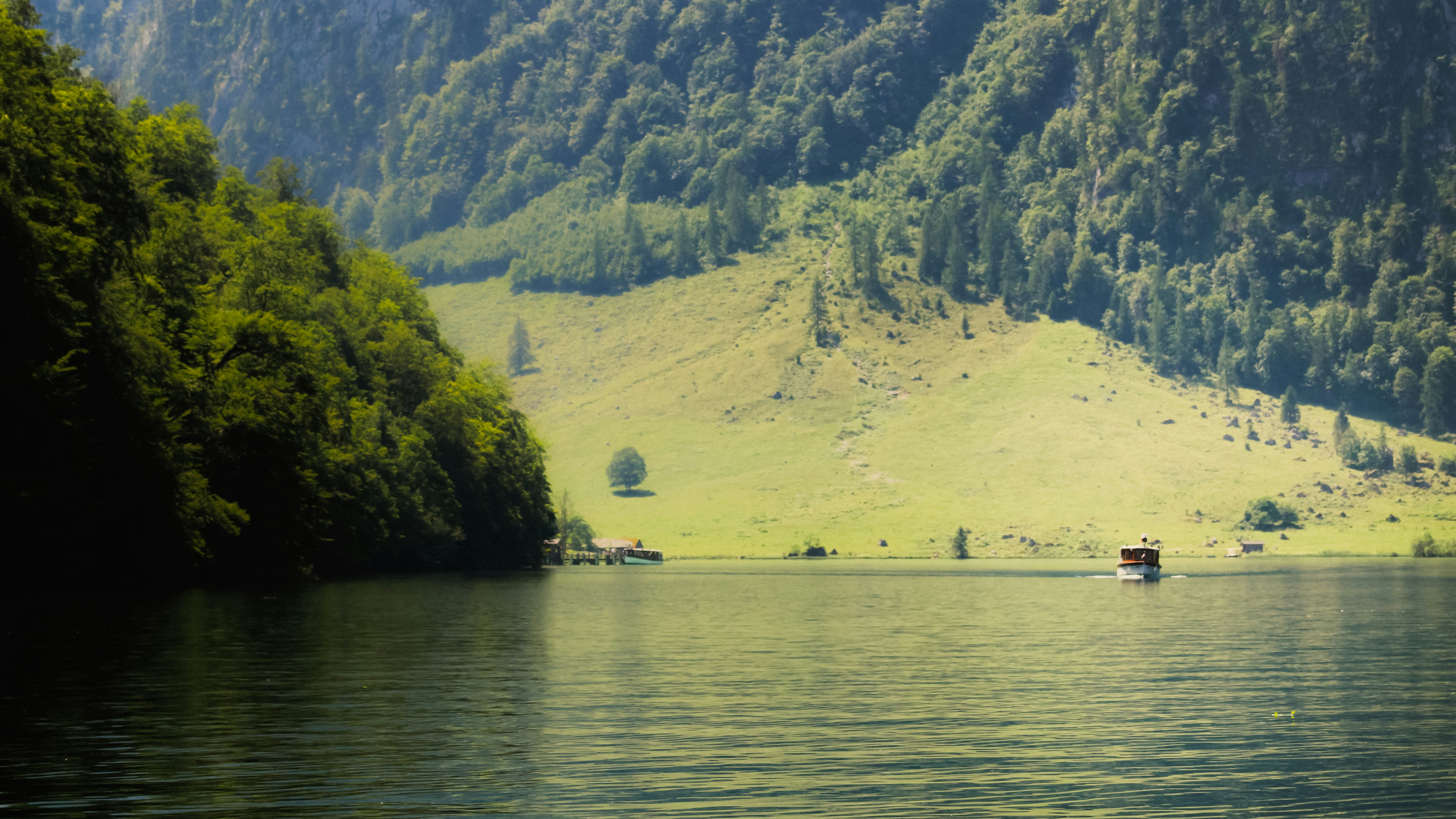 Lakeside Meadow under Dappled Pines