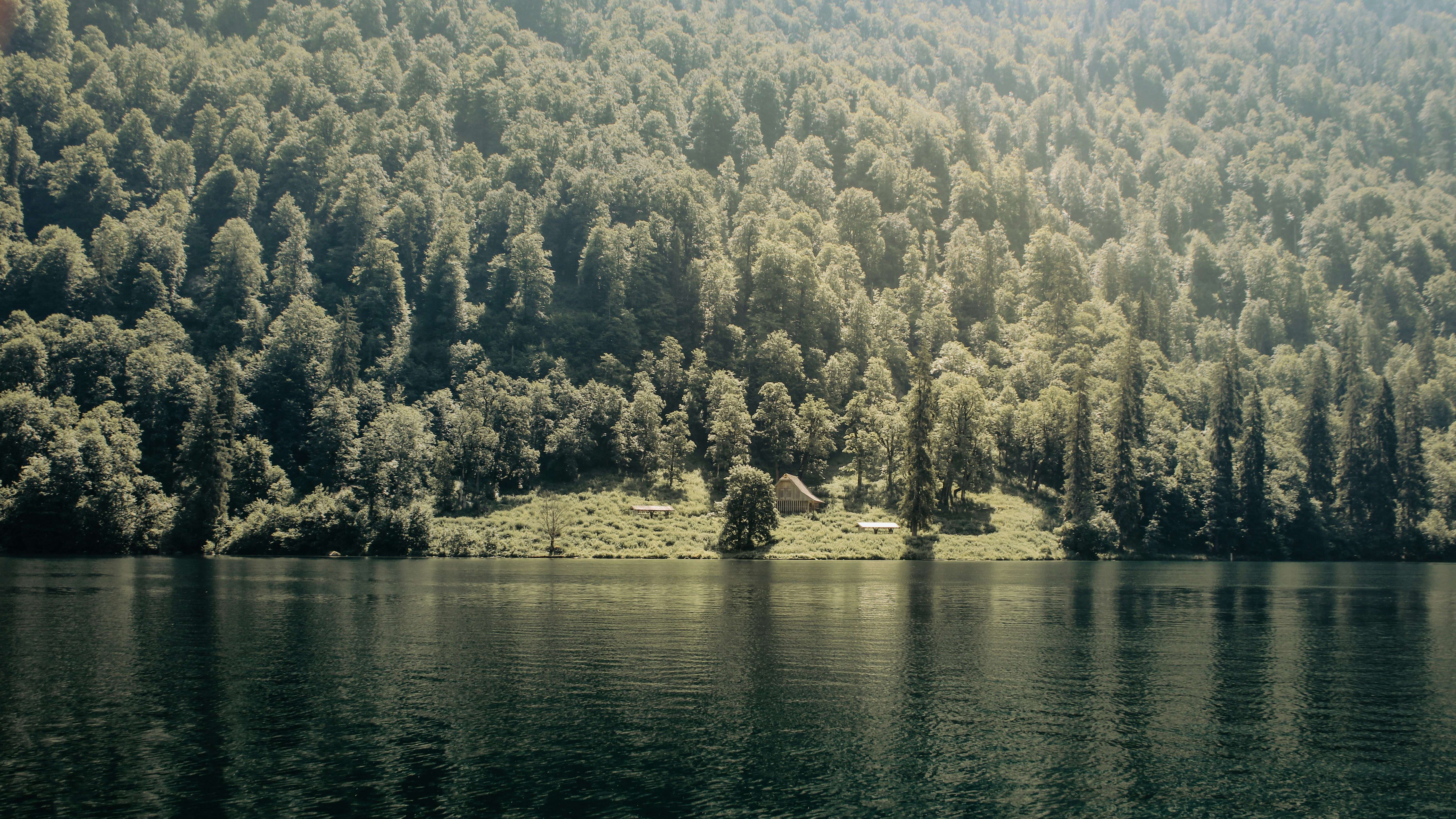 Mirror of Pines: A Quiet Lakeside Clearing