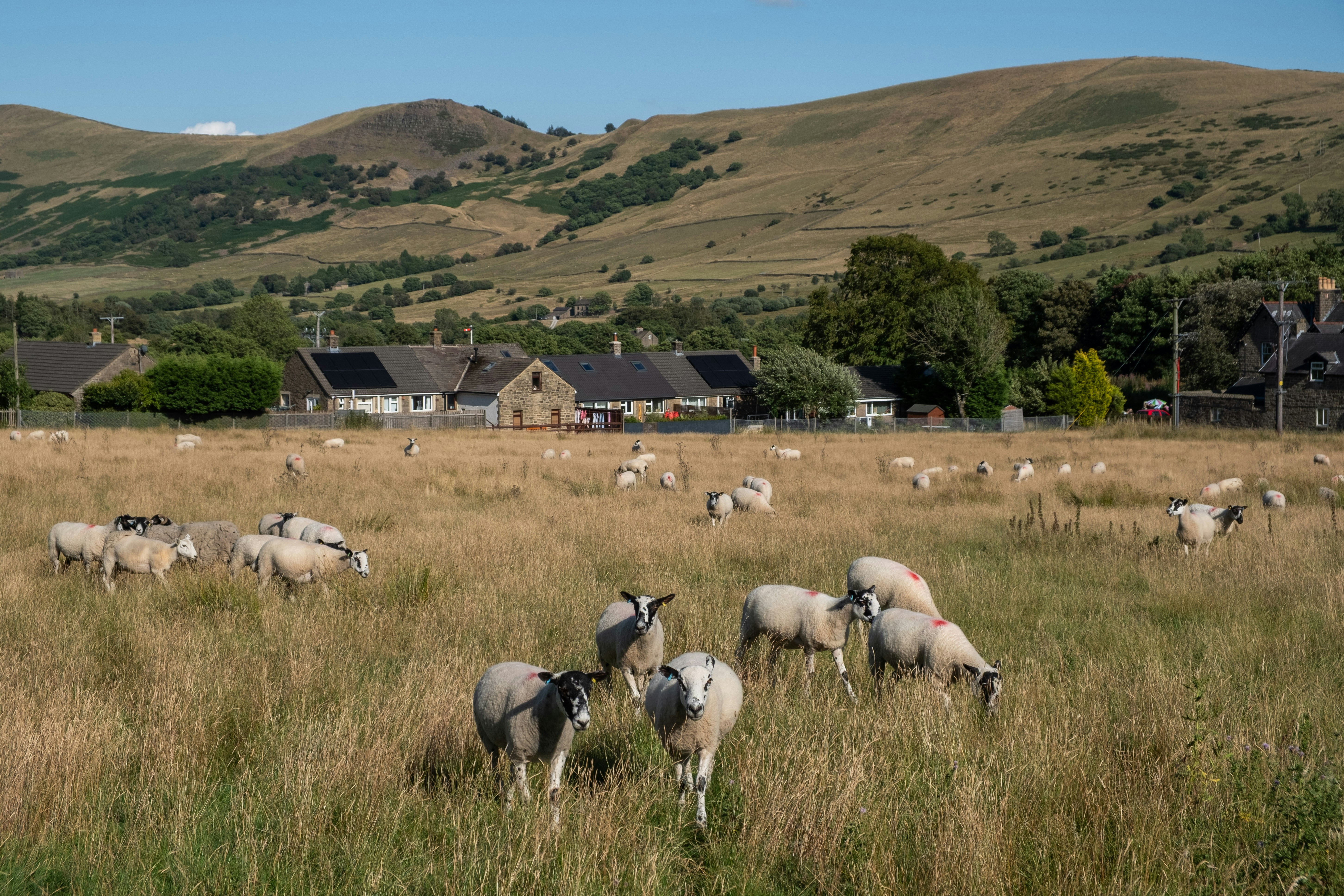 Pasture Choir: Sheep in a Highland Village