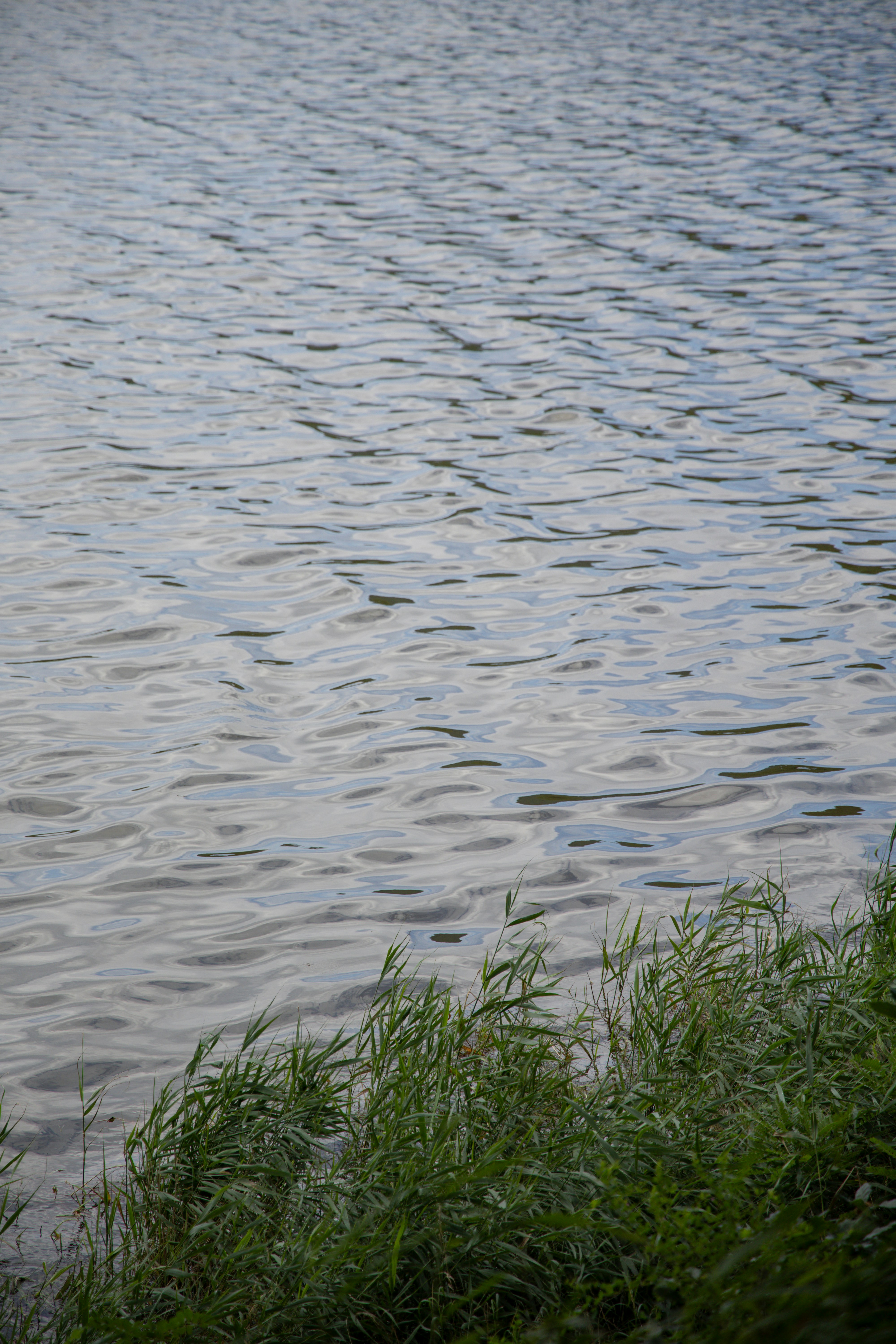 Water’s Edge: Riverbank Grass Framing Soft Ripples