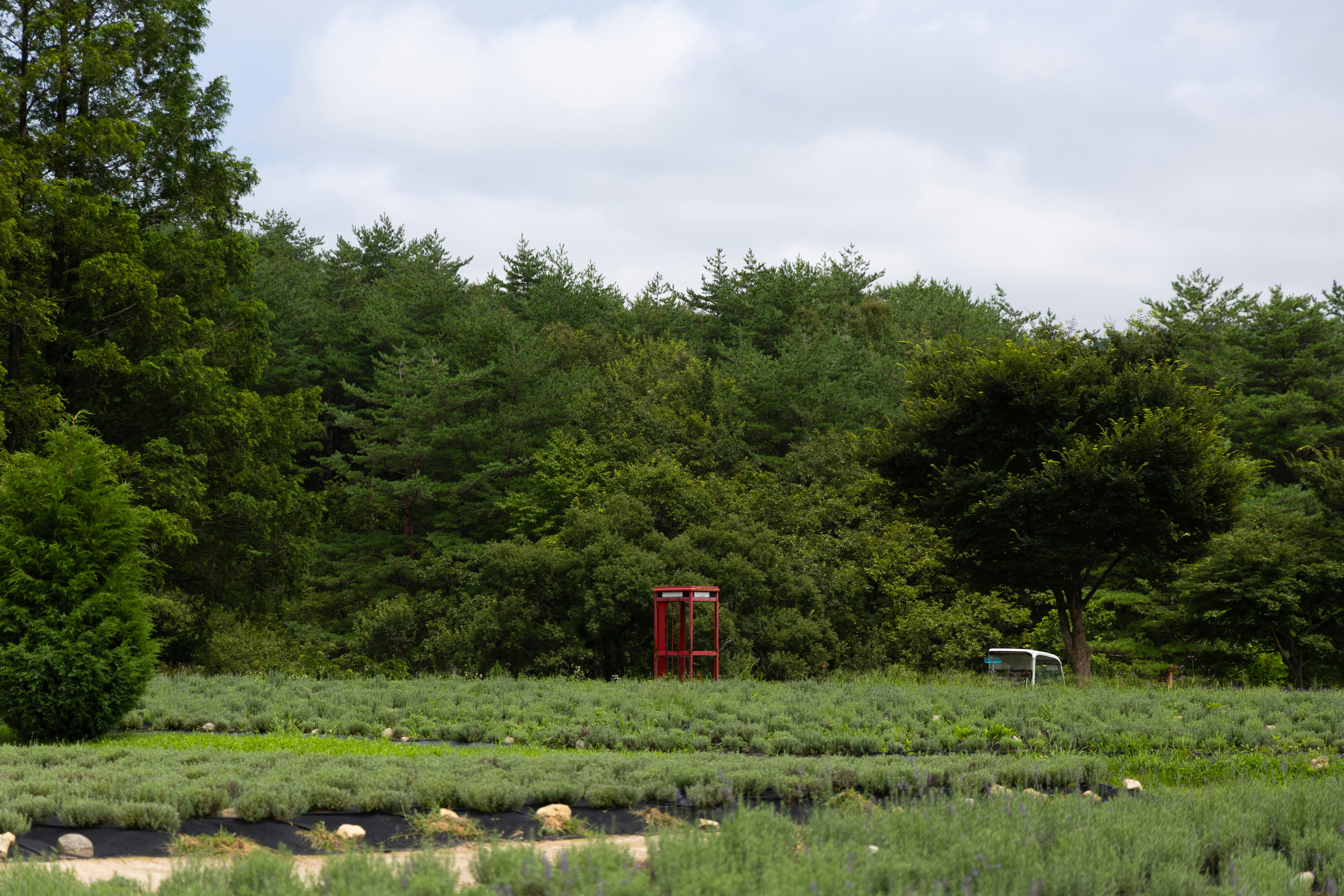 Red Kiosk in a Serene Parkscape