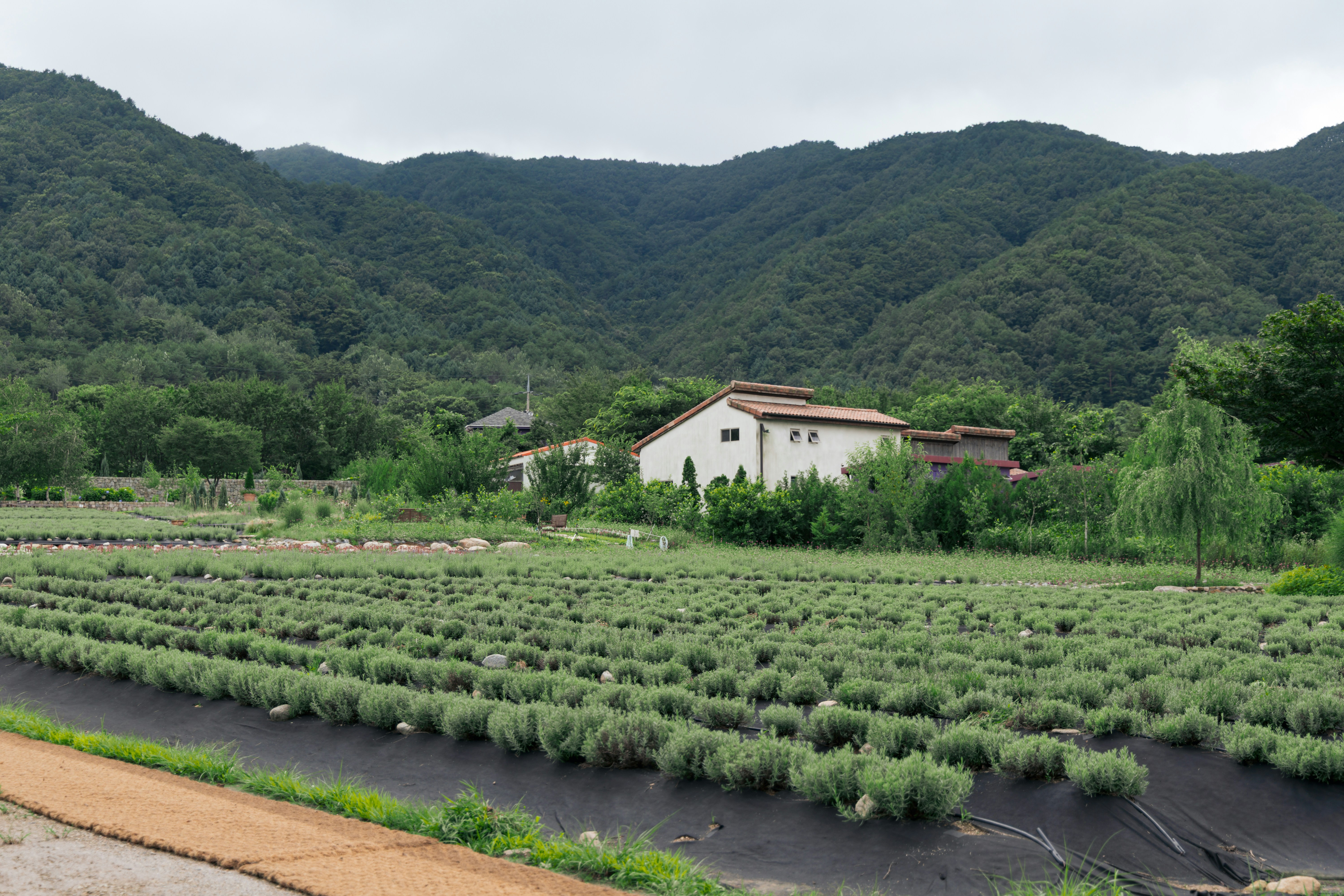 Calm agricultural valley beneath wooded slopes