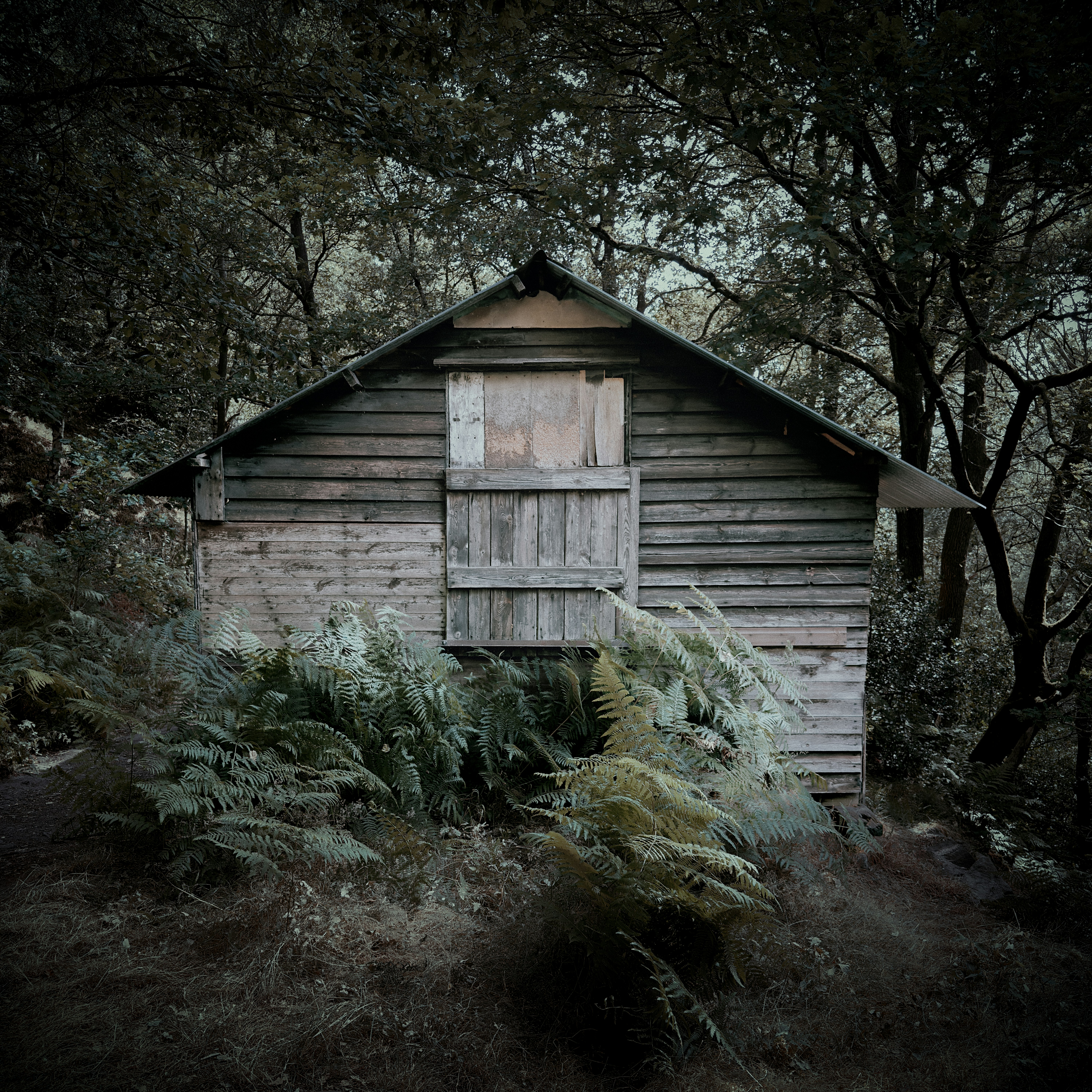 Weathered Cabin Hidden in Fern-Tangled Woods