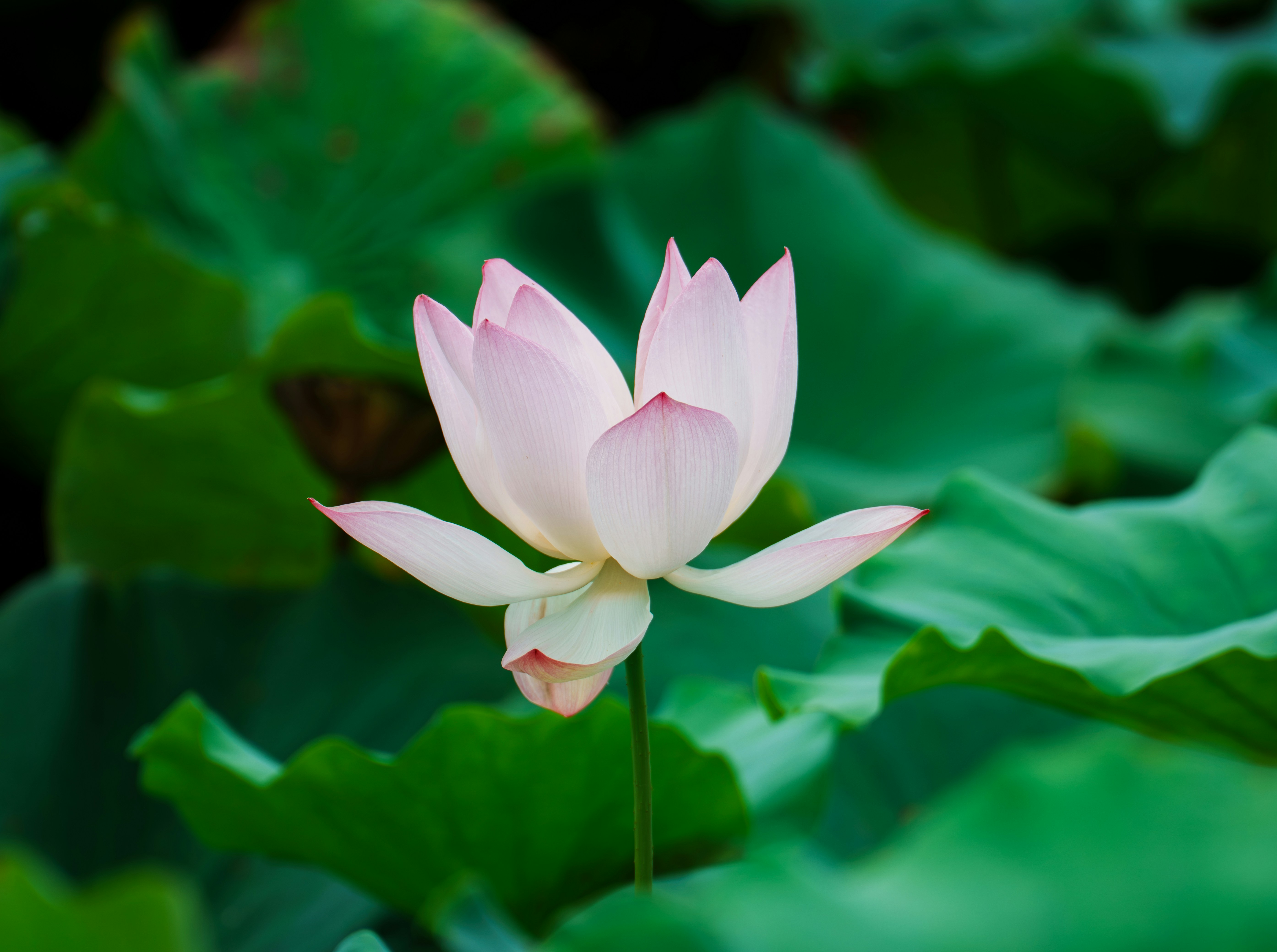 Pink Lotus Amid Verdant Waves