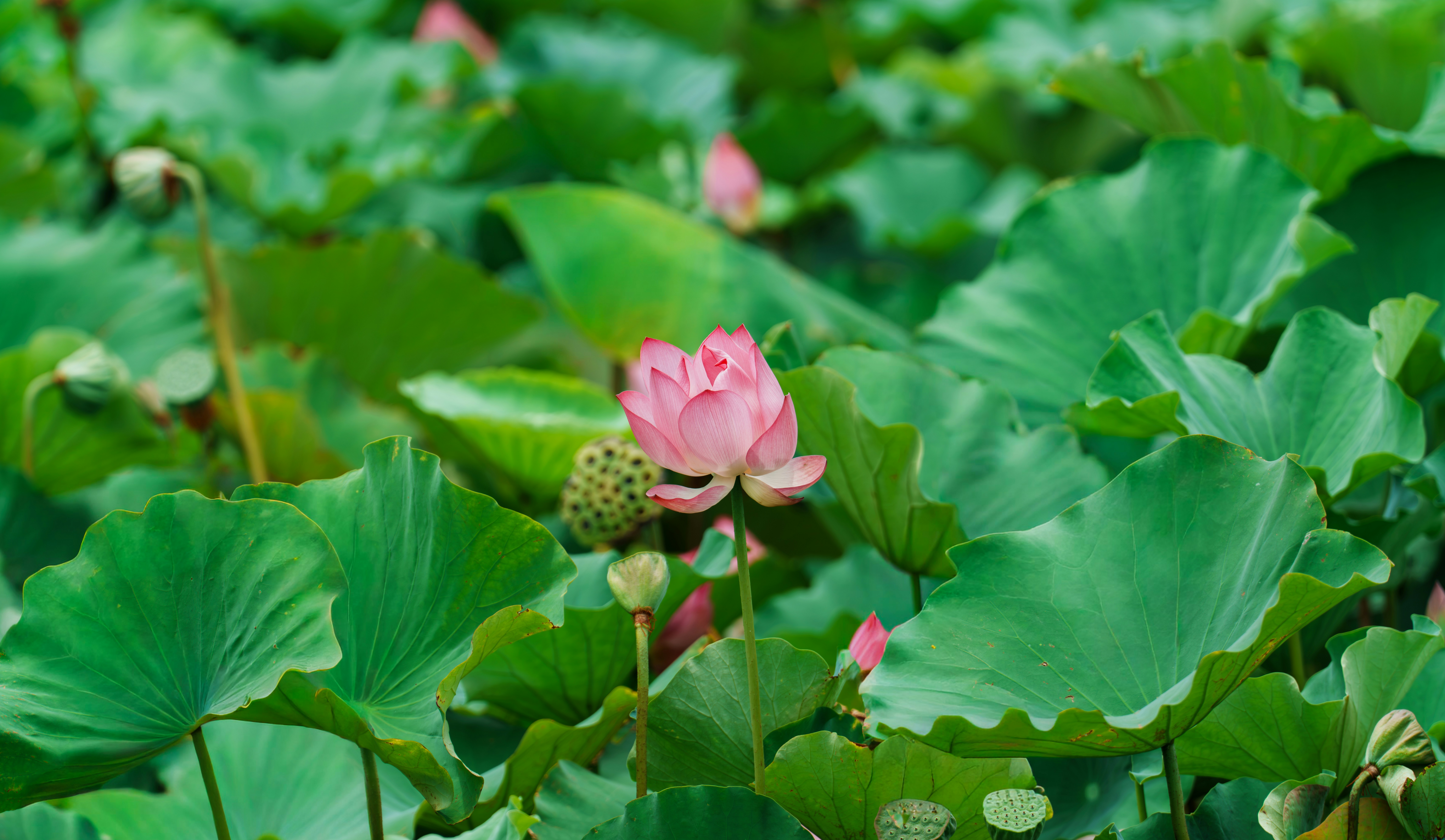 Pink Lotus in a Sea of Green