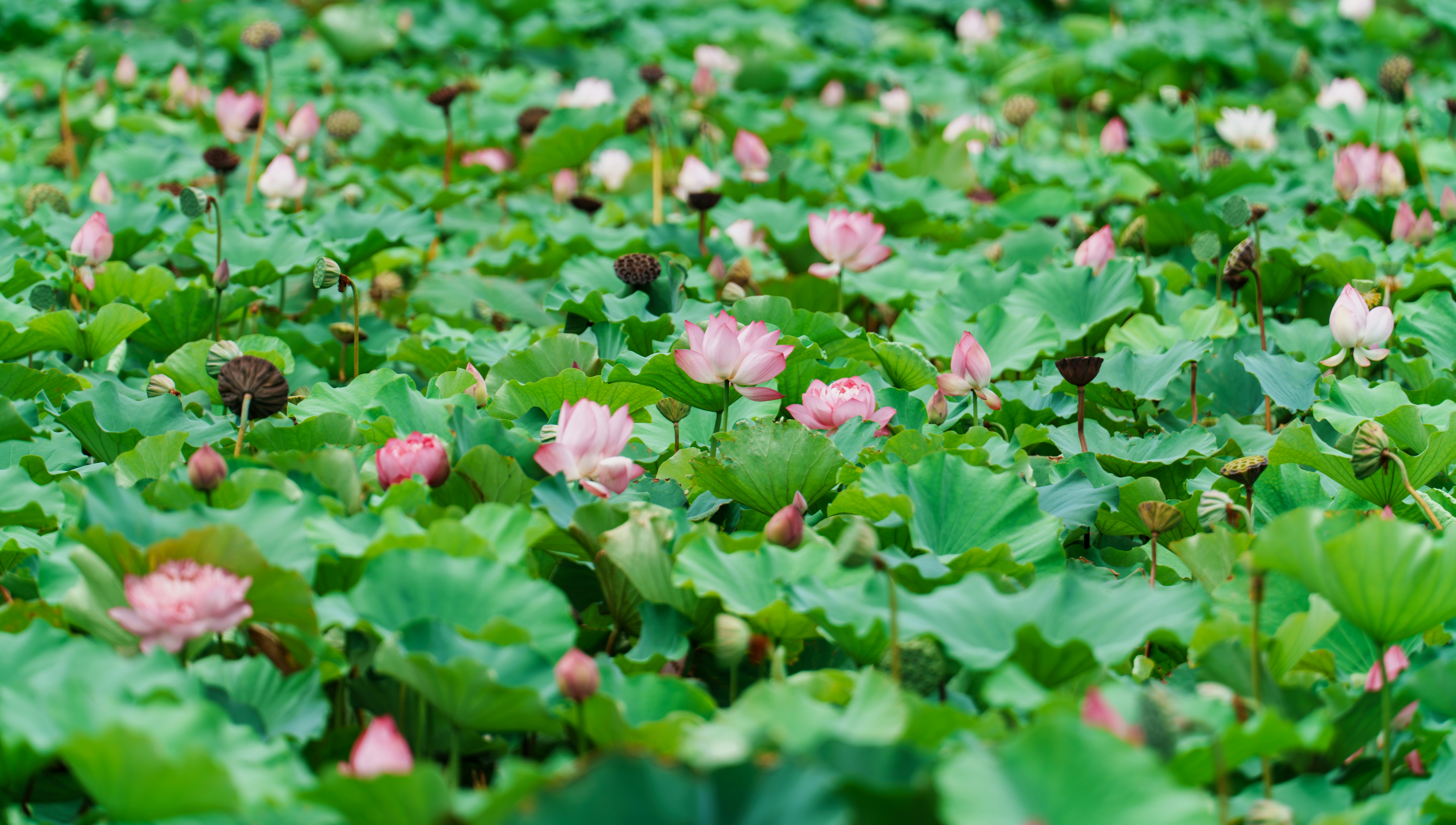 Pink Lotus Bloom Amid Green Carpets