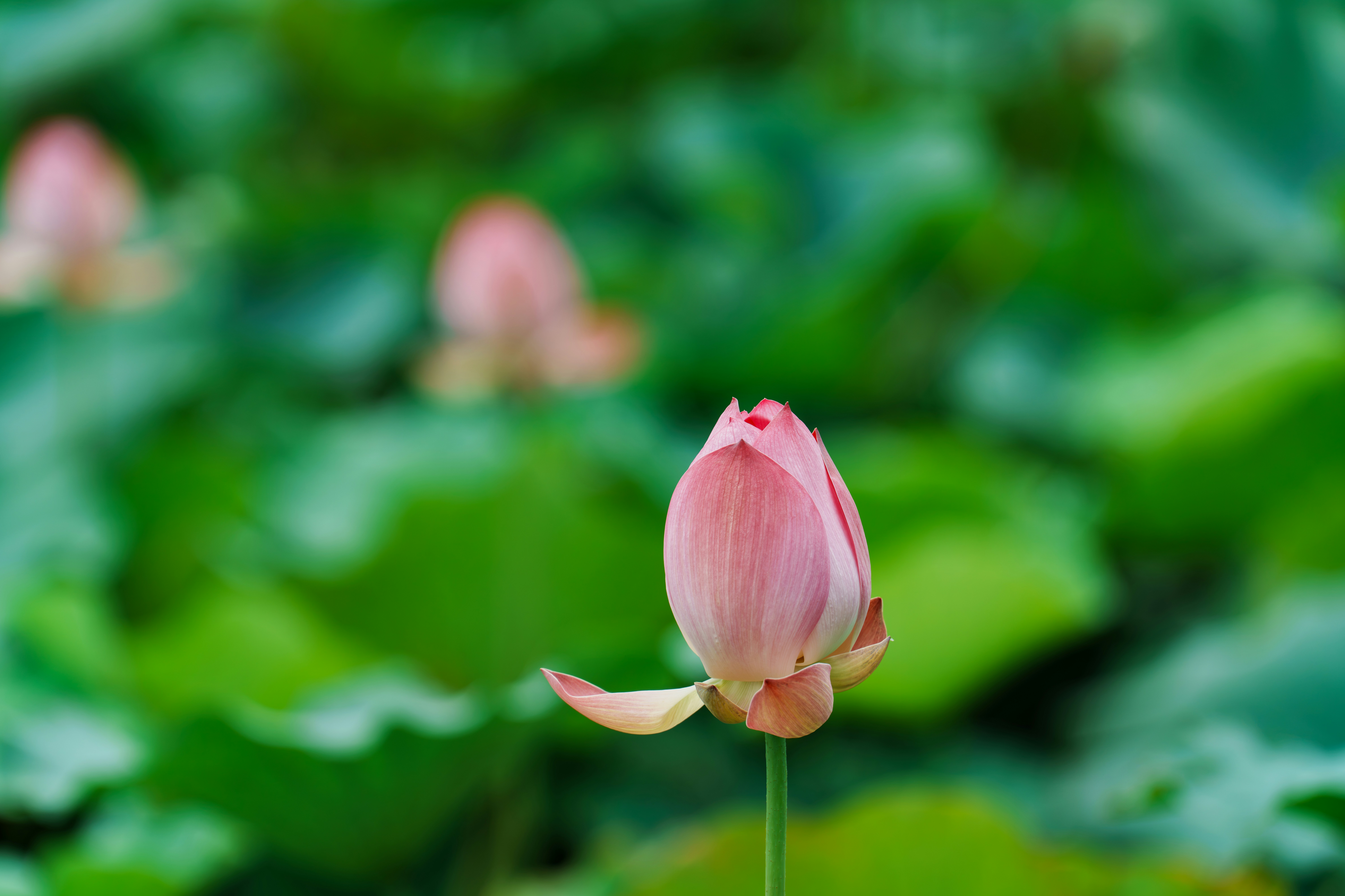 Isolated Lotus Bud Rising in a Sea of Green