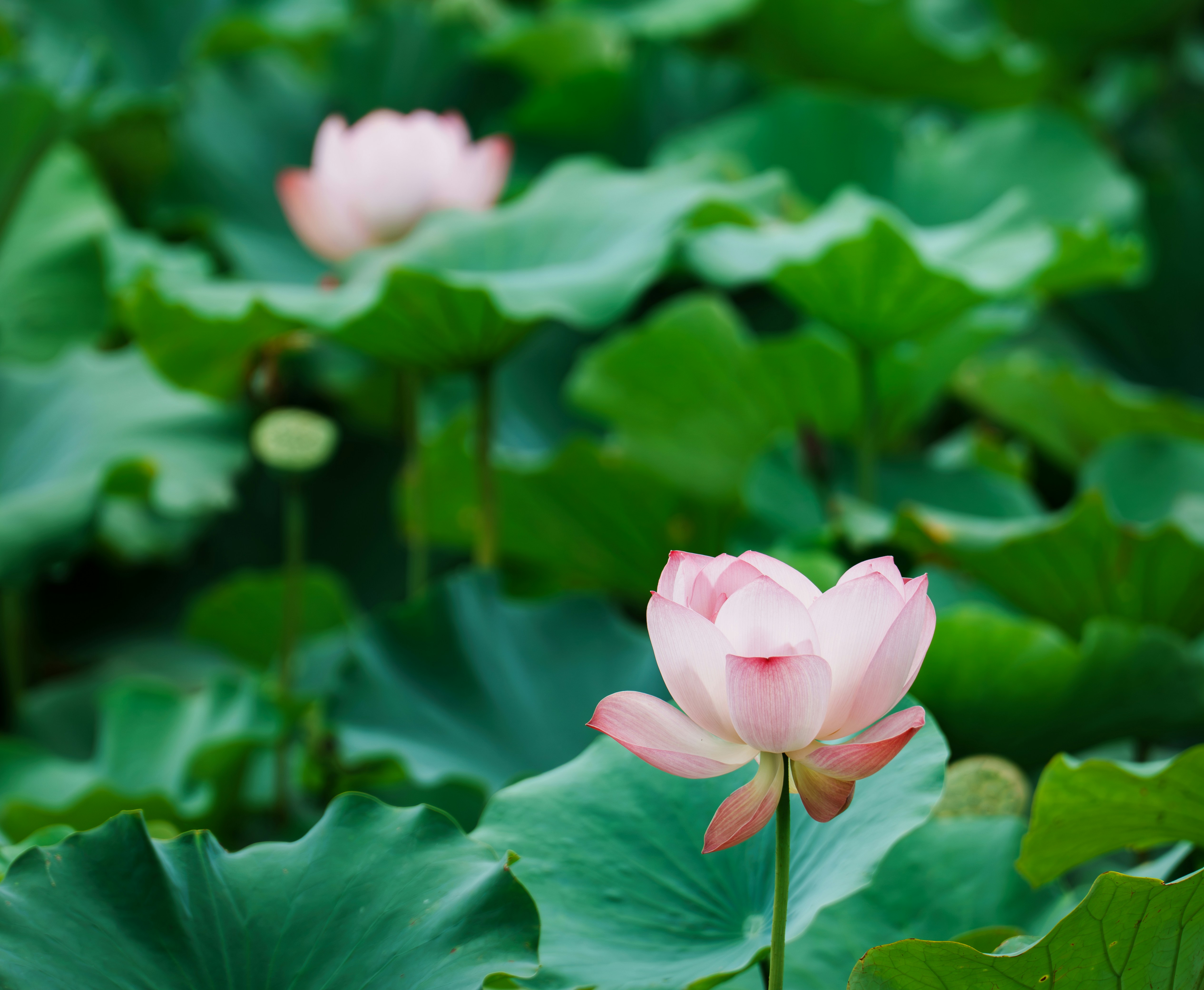 Soft-pink Lotus in a Sea of Green