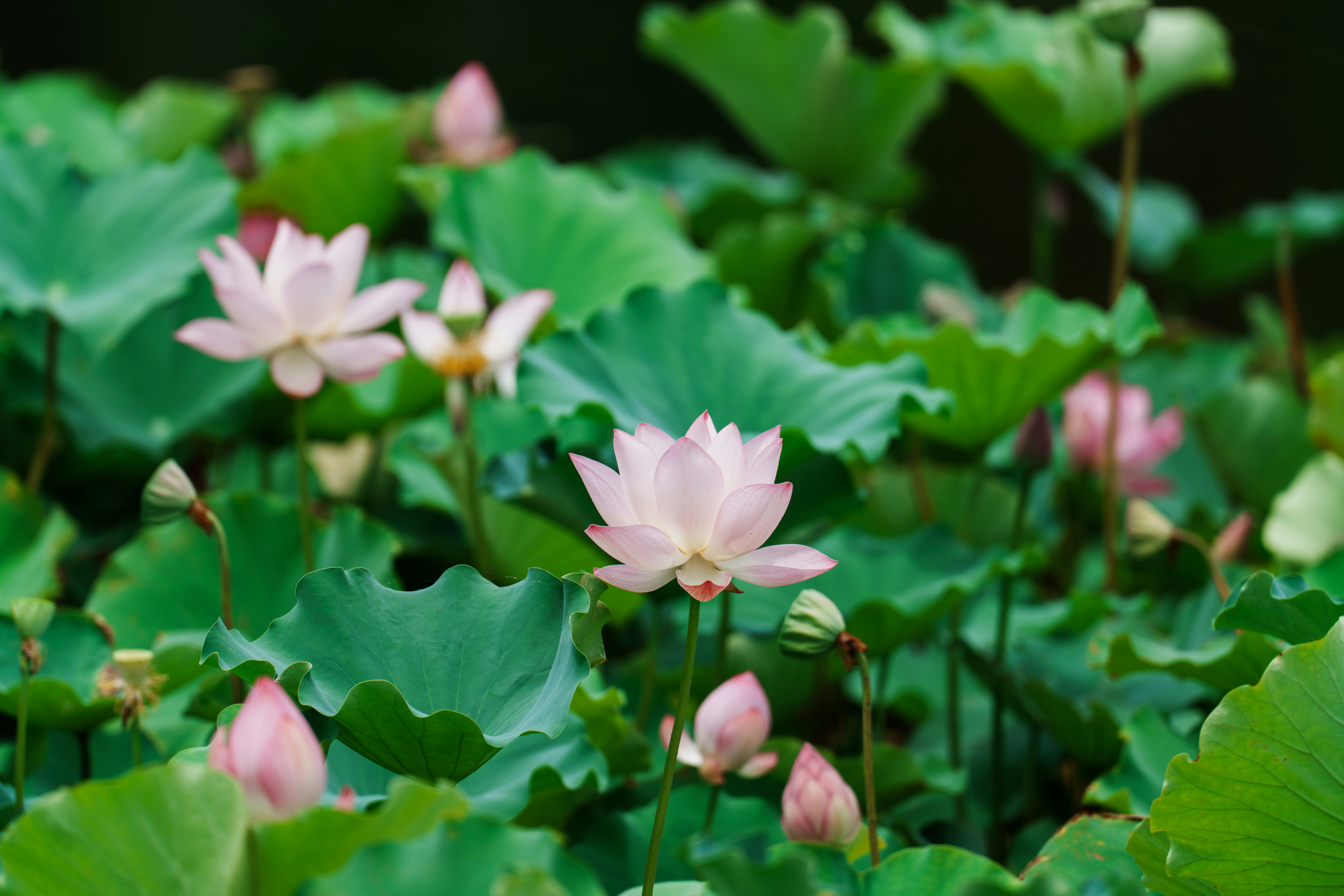 Soft-pink lotus blossoms rise among glossy green leaves