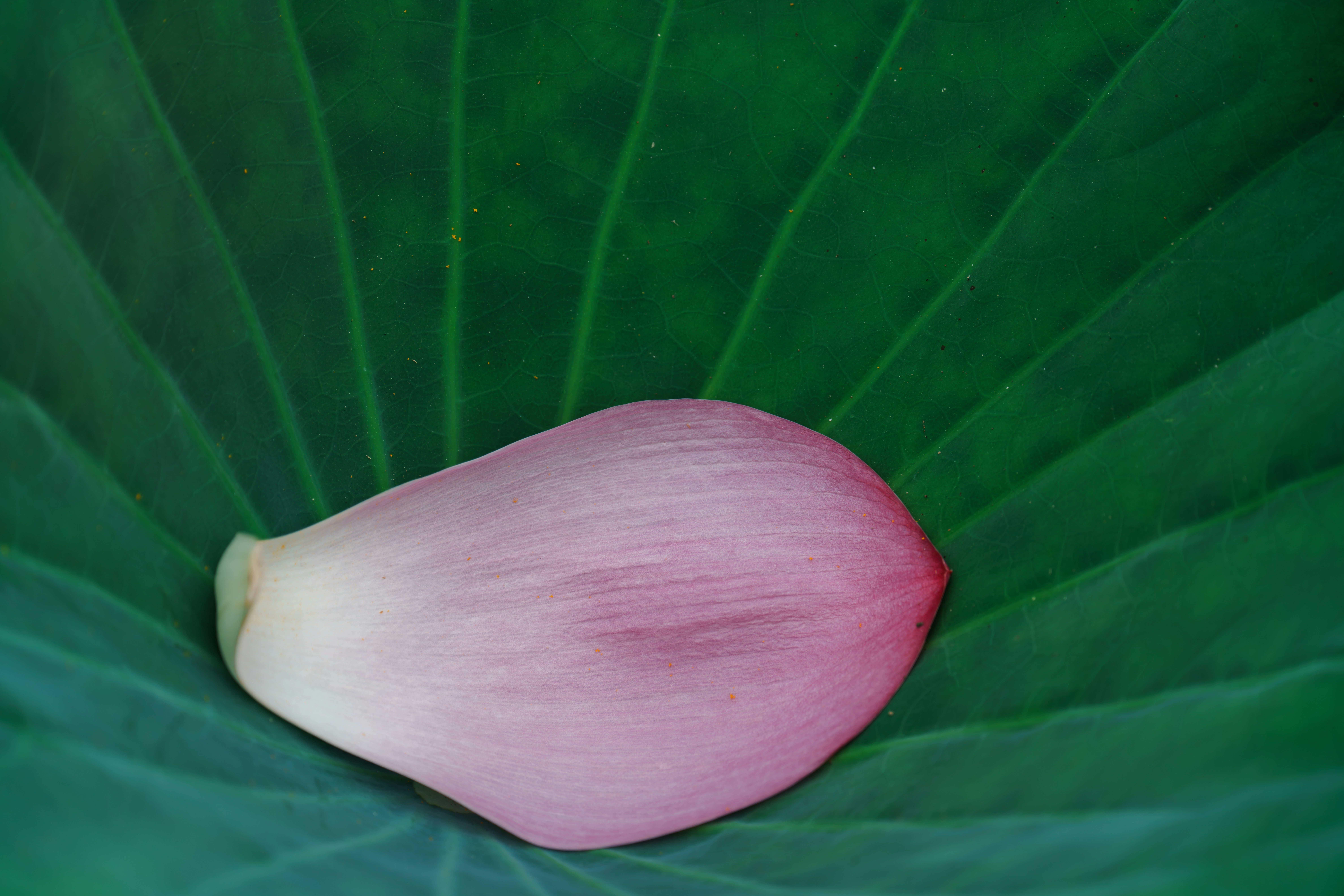 Petal on a Vein-voiced Leaf: a Quiet Moment Within Green