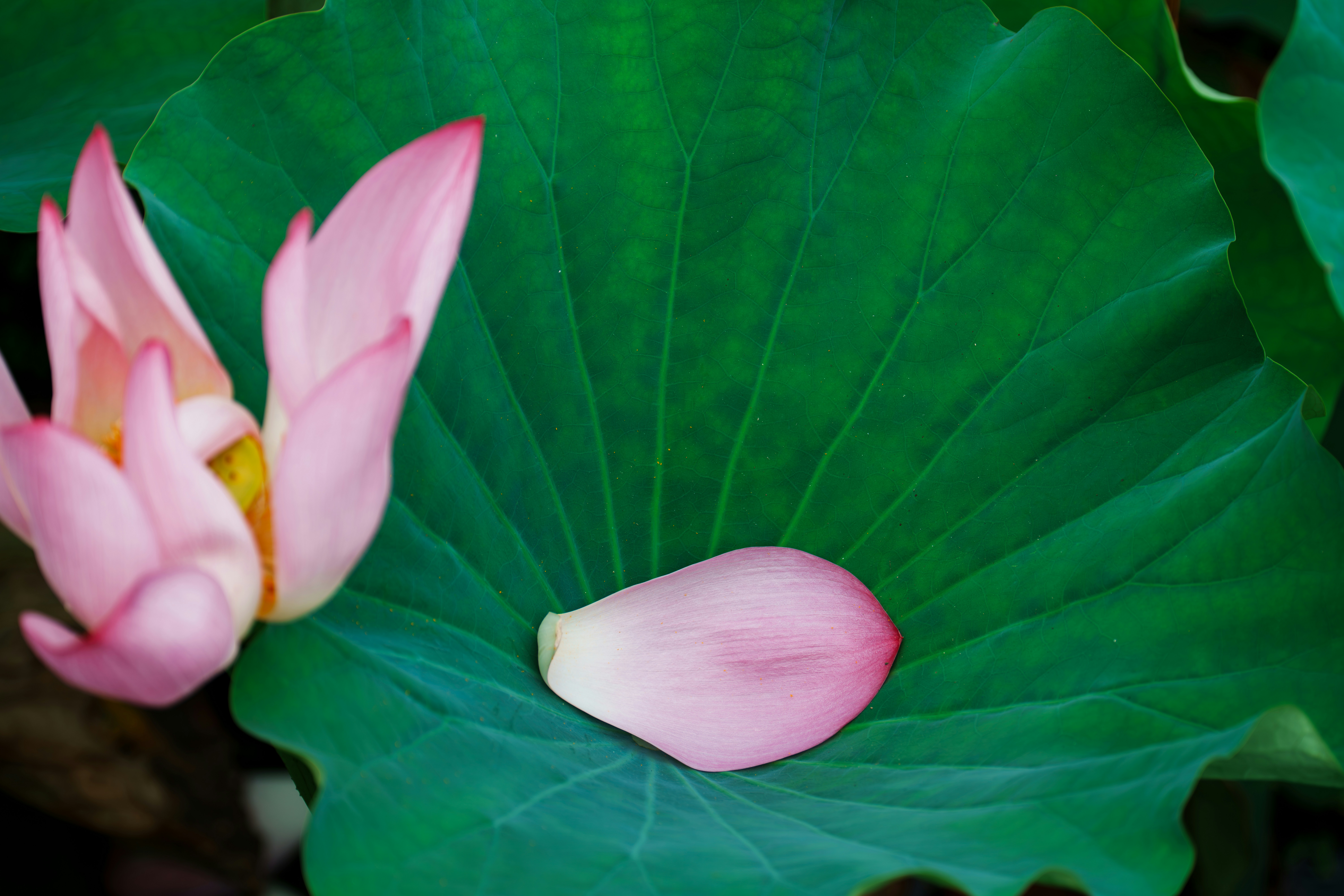 Petal and Leaf Quietude: A Pink Petal Resting on a Lotus