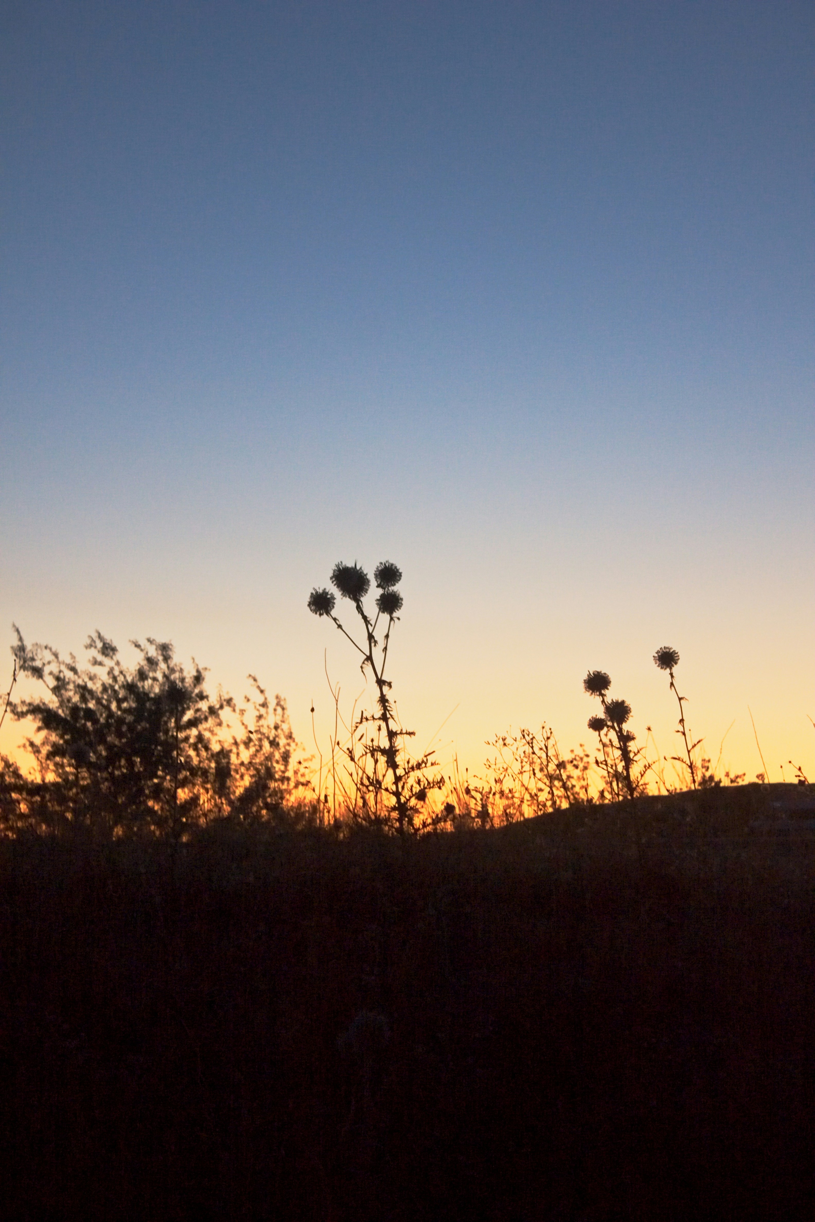 Silhouette at Sunset: Spiky Blooms Against a Warm Horizon