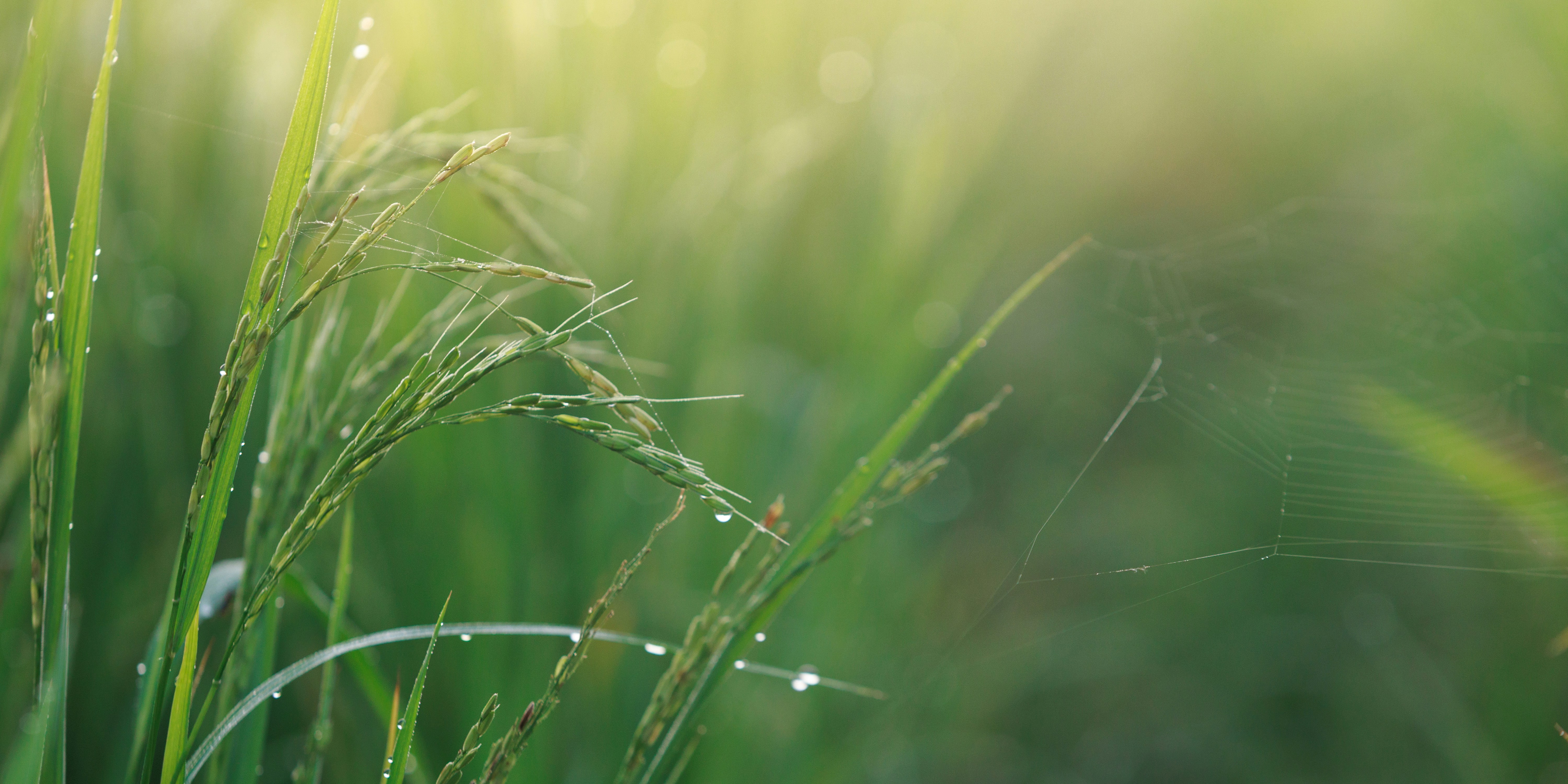 Dew-kissed Grass Bloom Under Soft Morning Light