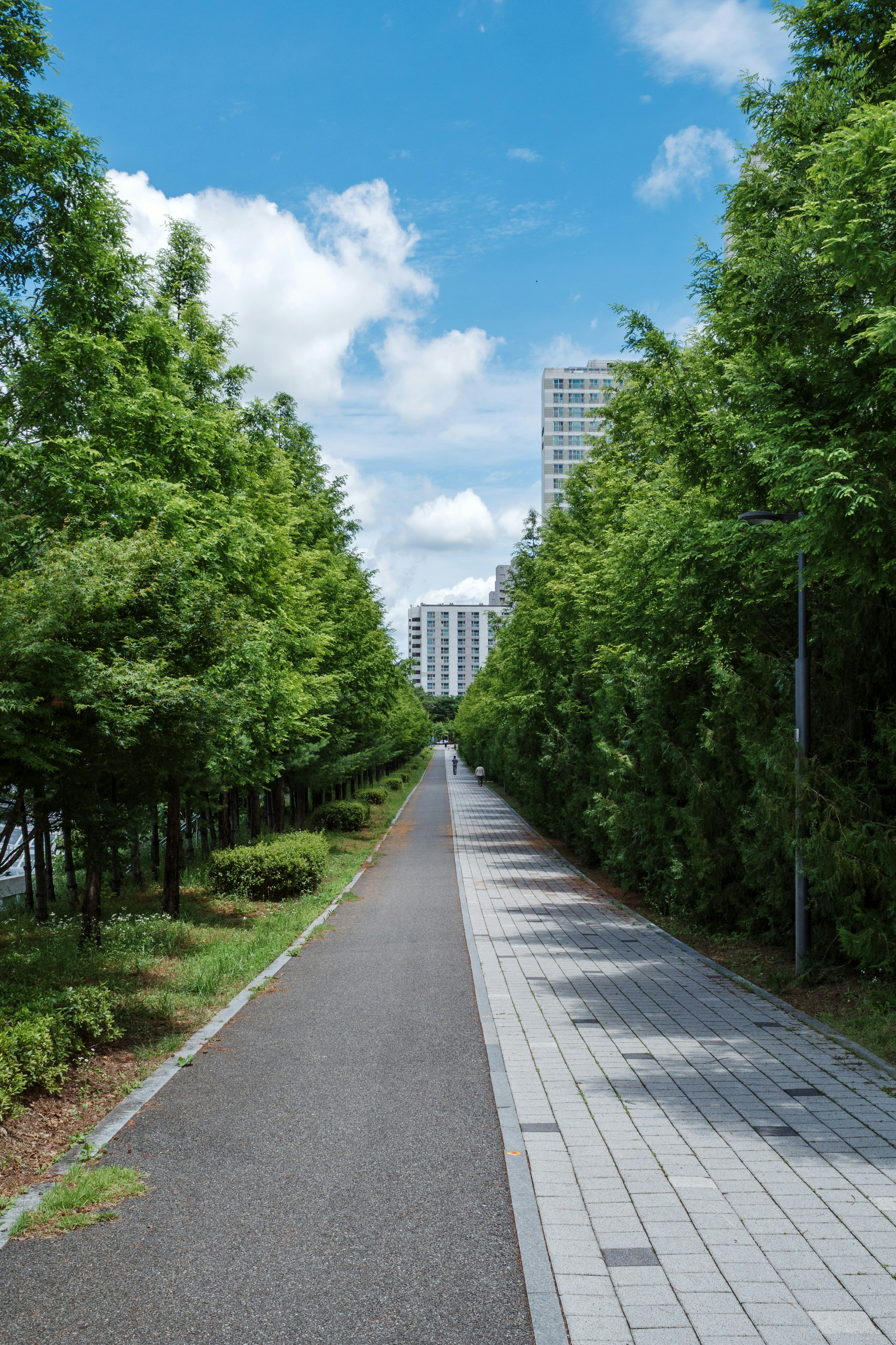 Pathway of Symmetry: A Green Corridor Toward the City Skyline