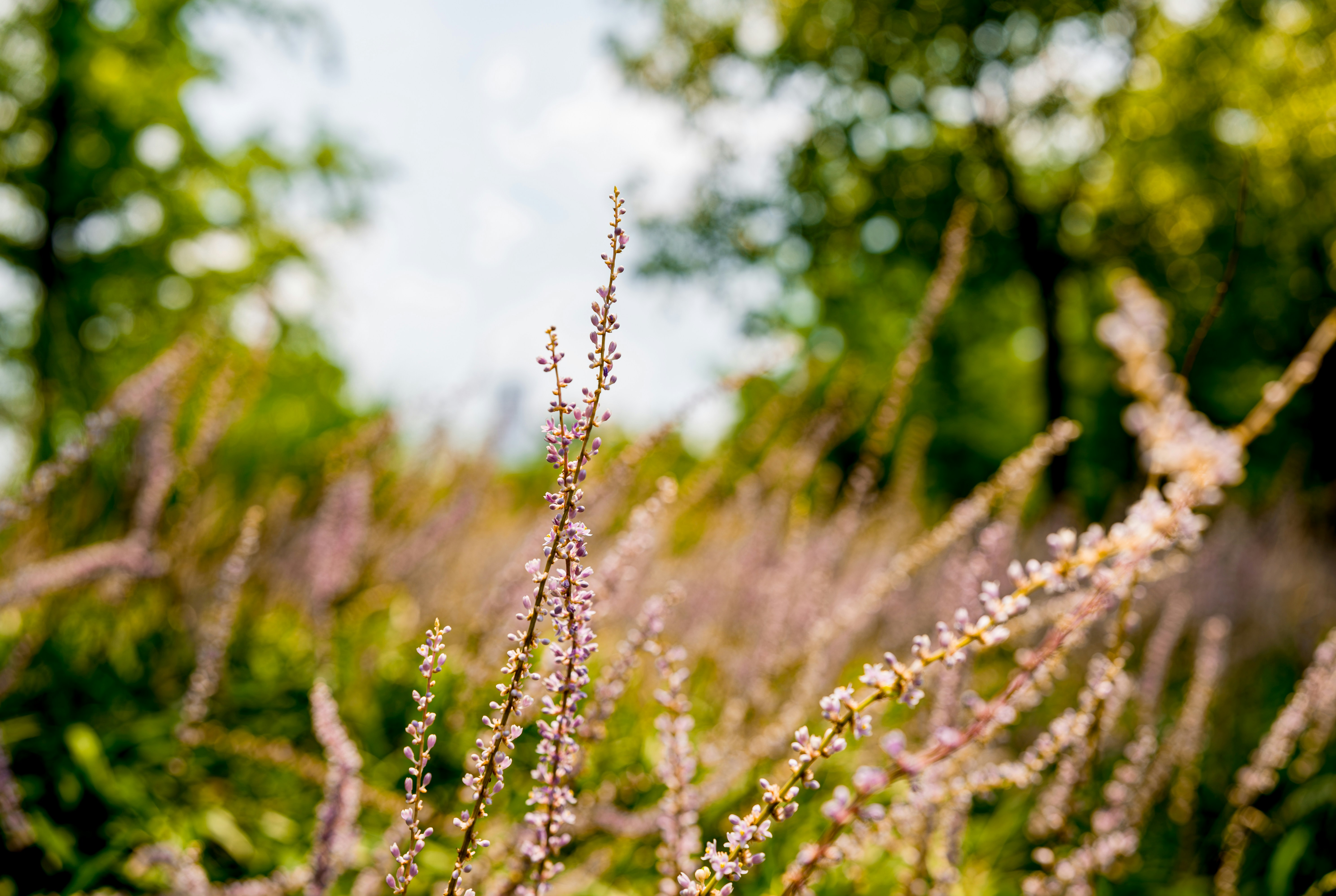 Soft-focused foreground floral stems brush against a sunlit meadow with blurred greenery in the background.