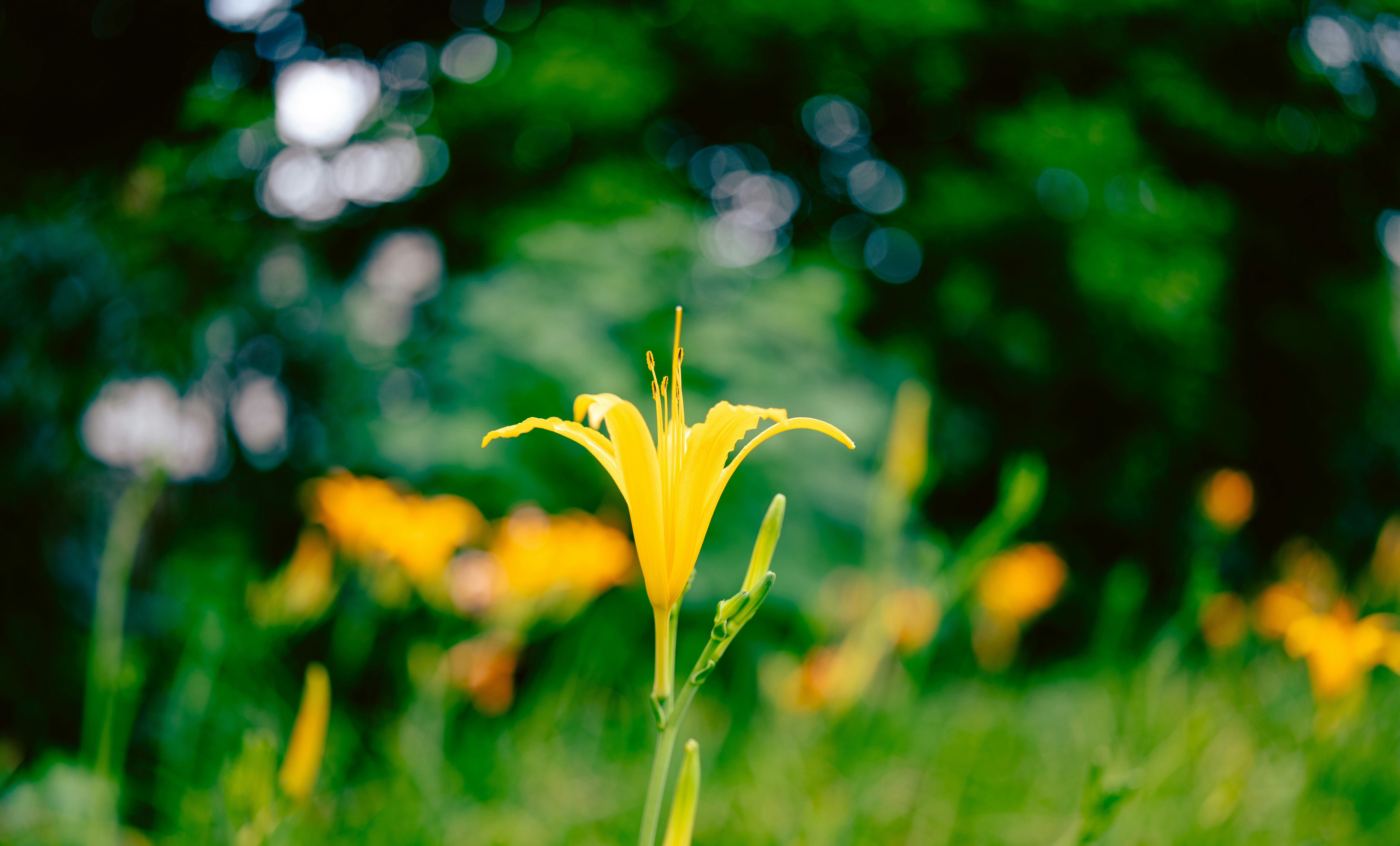 Bright yellow flower stands in sharp focus against a blurred green meadow background, suggesting a field of blooms. A logo-like plant motif is captured in a candid garden scene.
