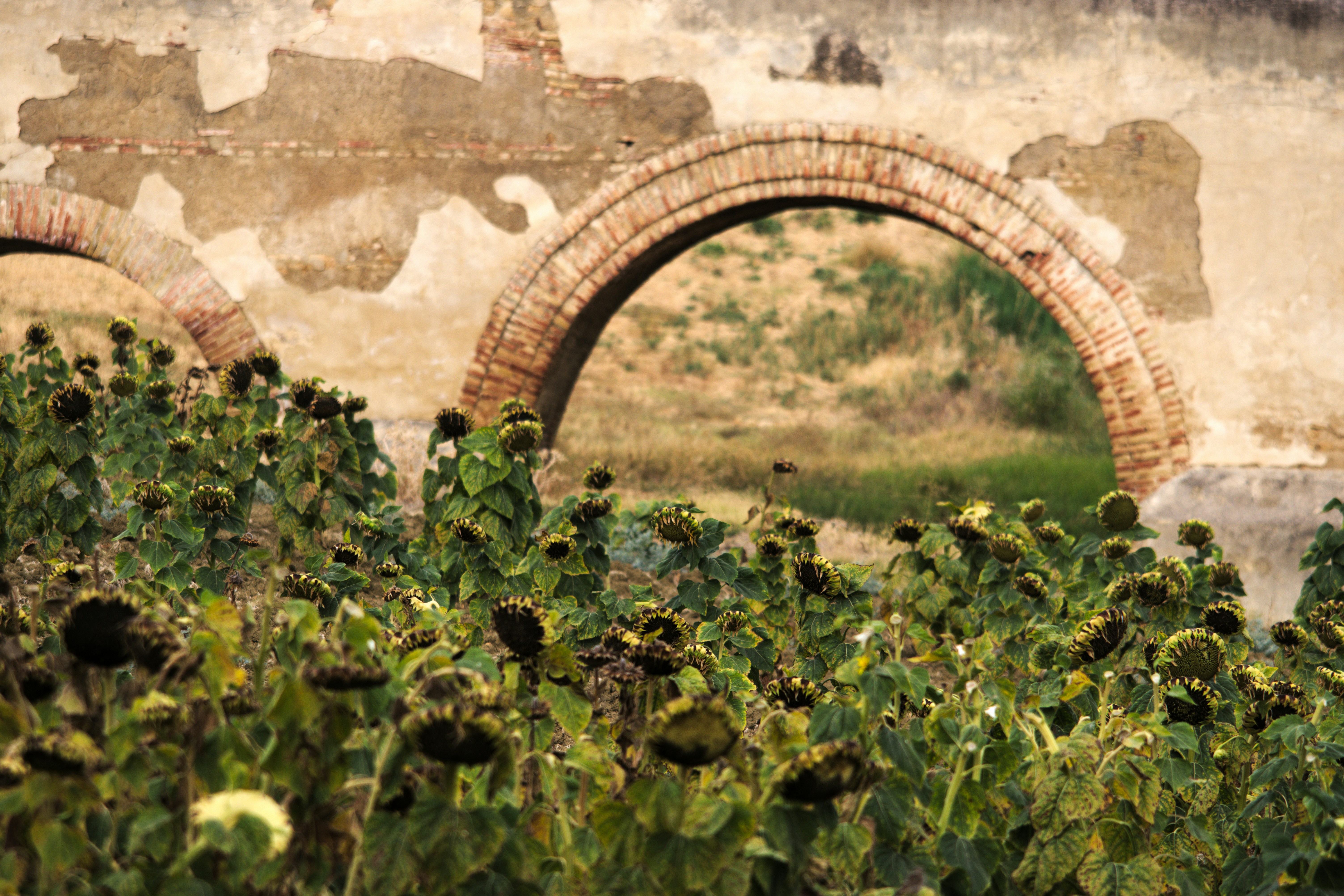 Sunflower Field Framing a Timeworn Arch