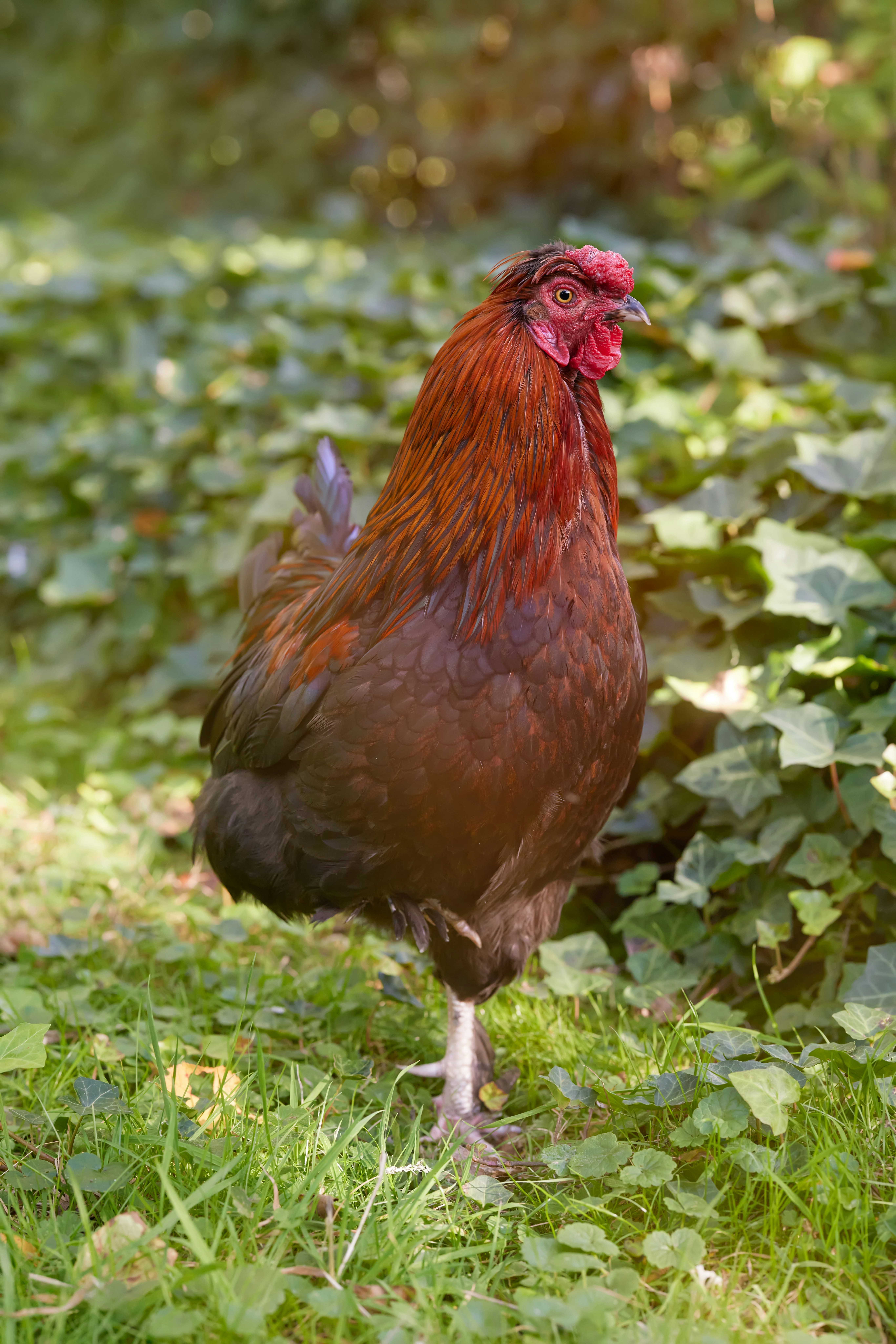 Majestic brown and red rooster standing on one leg amidst lush green foliage, showcasing vibrant feathers and a watchful gaze.