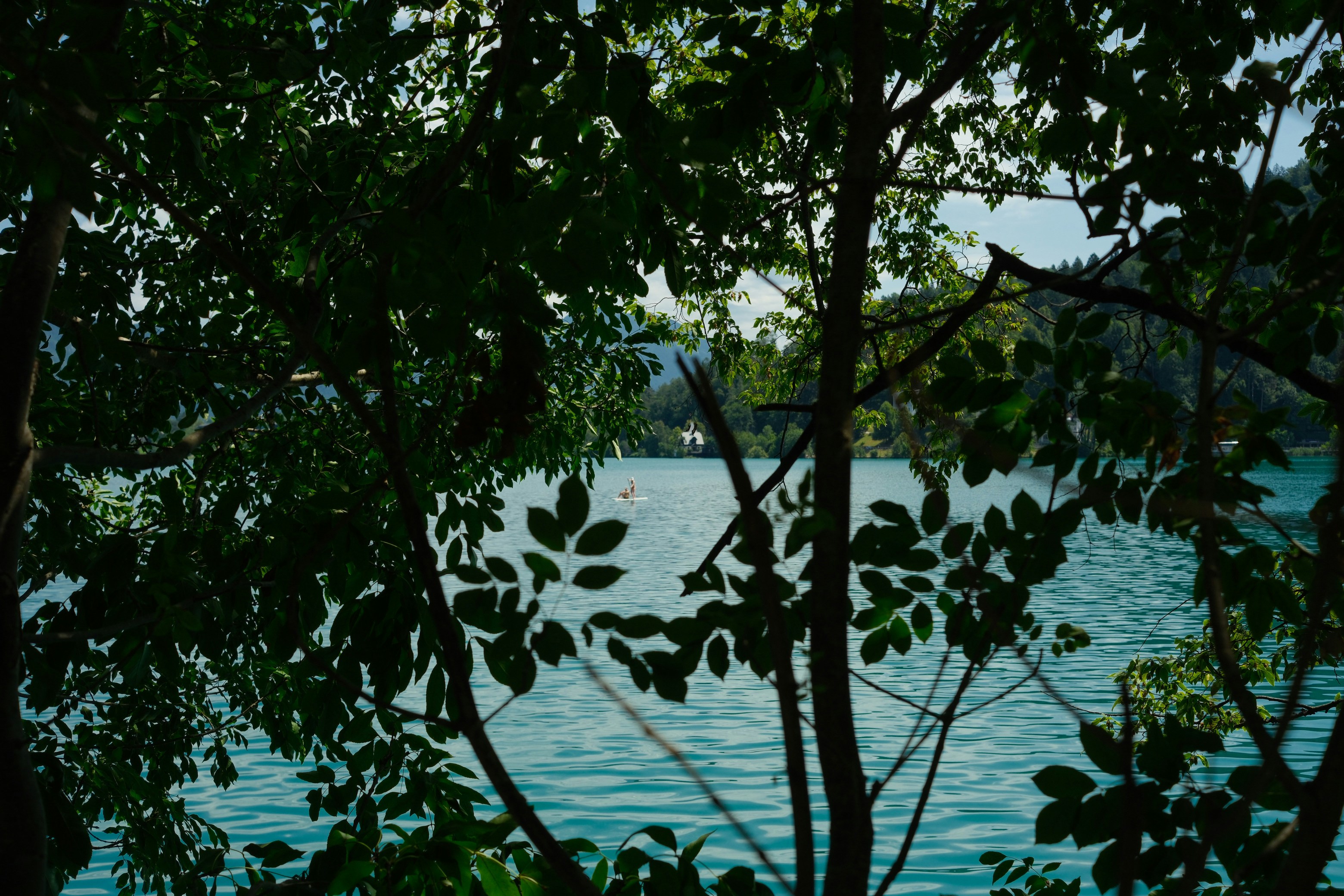 Hidden View Through the Canopy: A Lake Between Branches