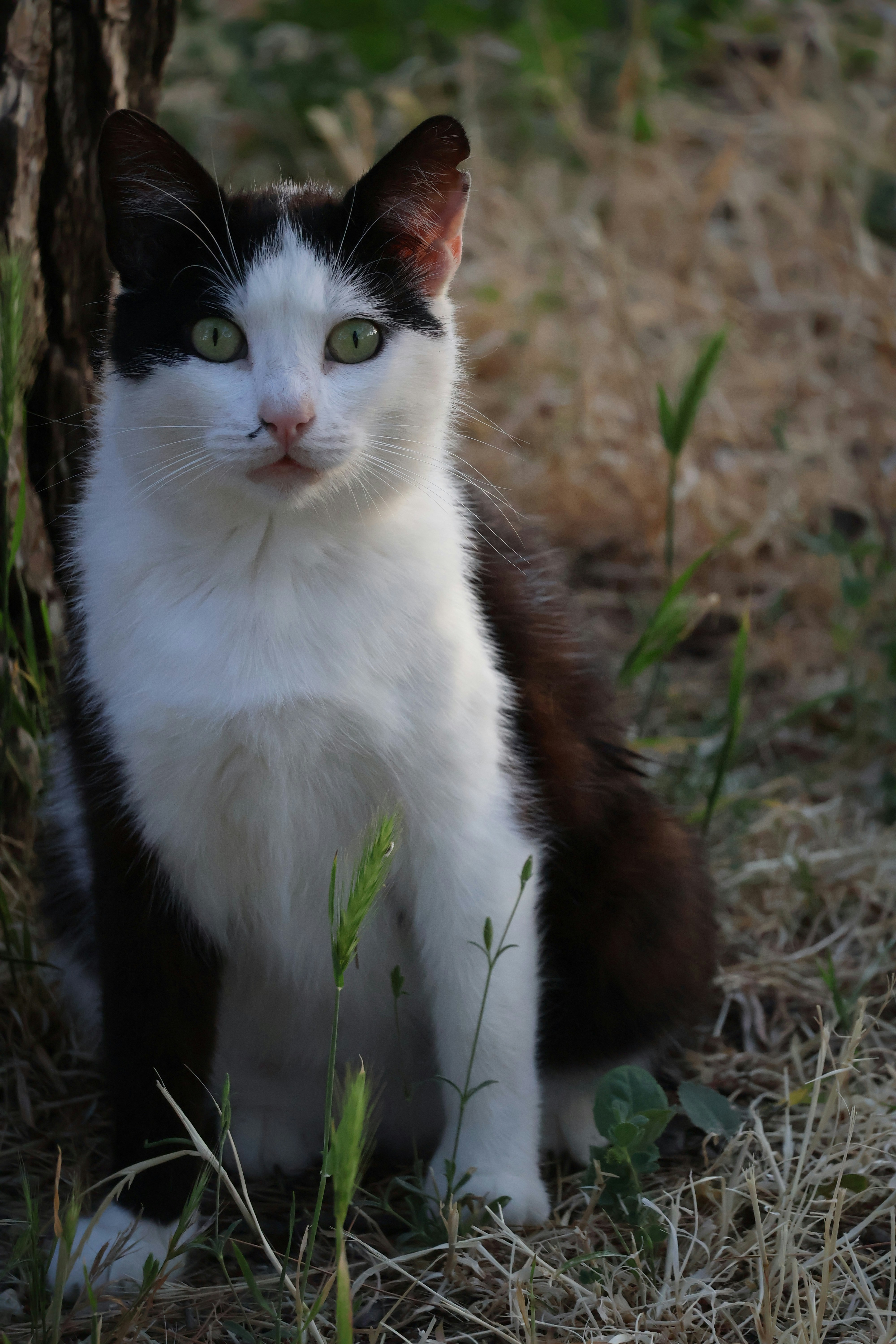 Curious Black-and-White Kitten in Sunlit Grass