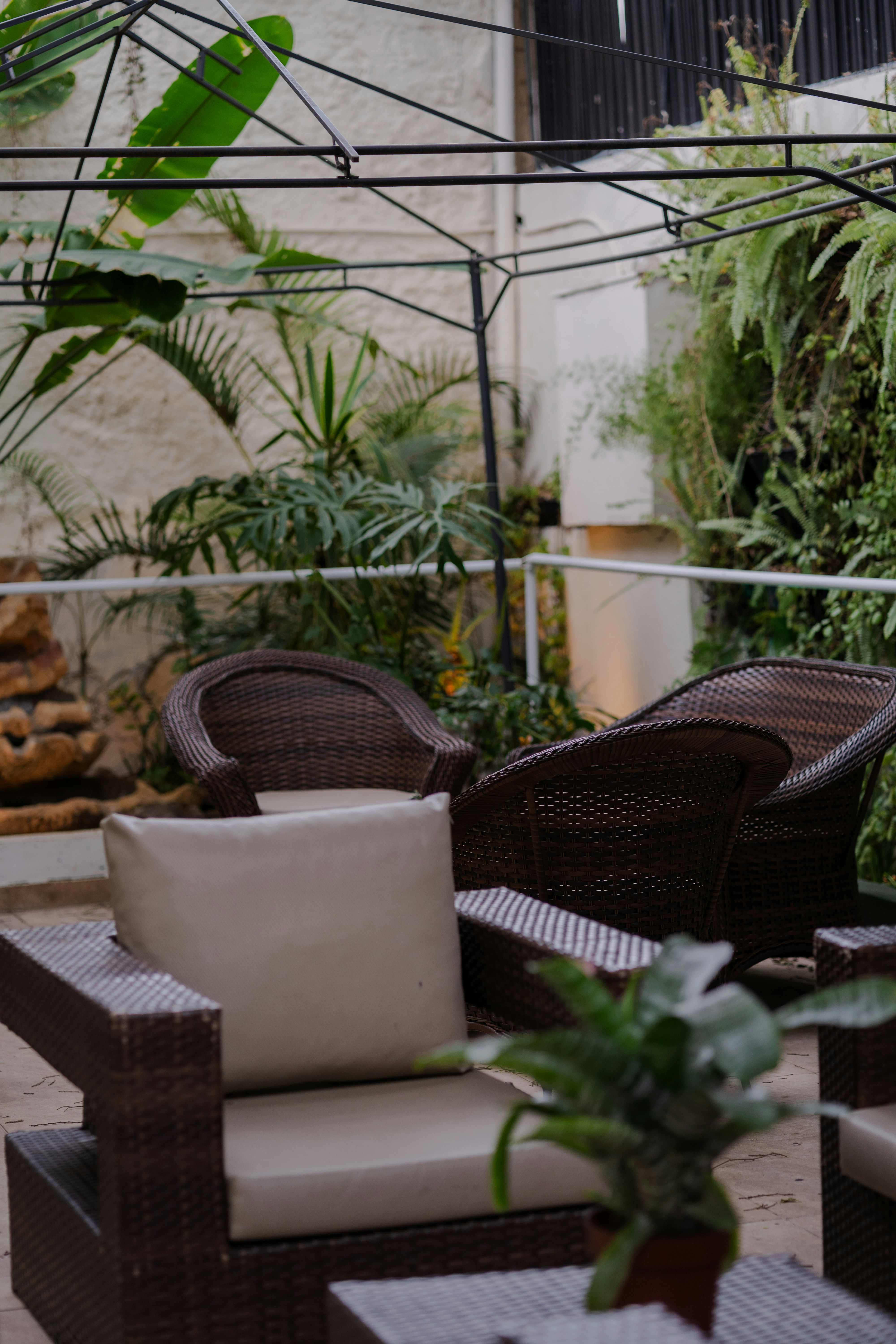 Cozy courtyard retreat: woven chairs and lush greenery under a metal frame canopy