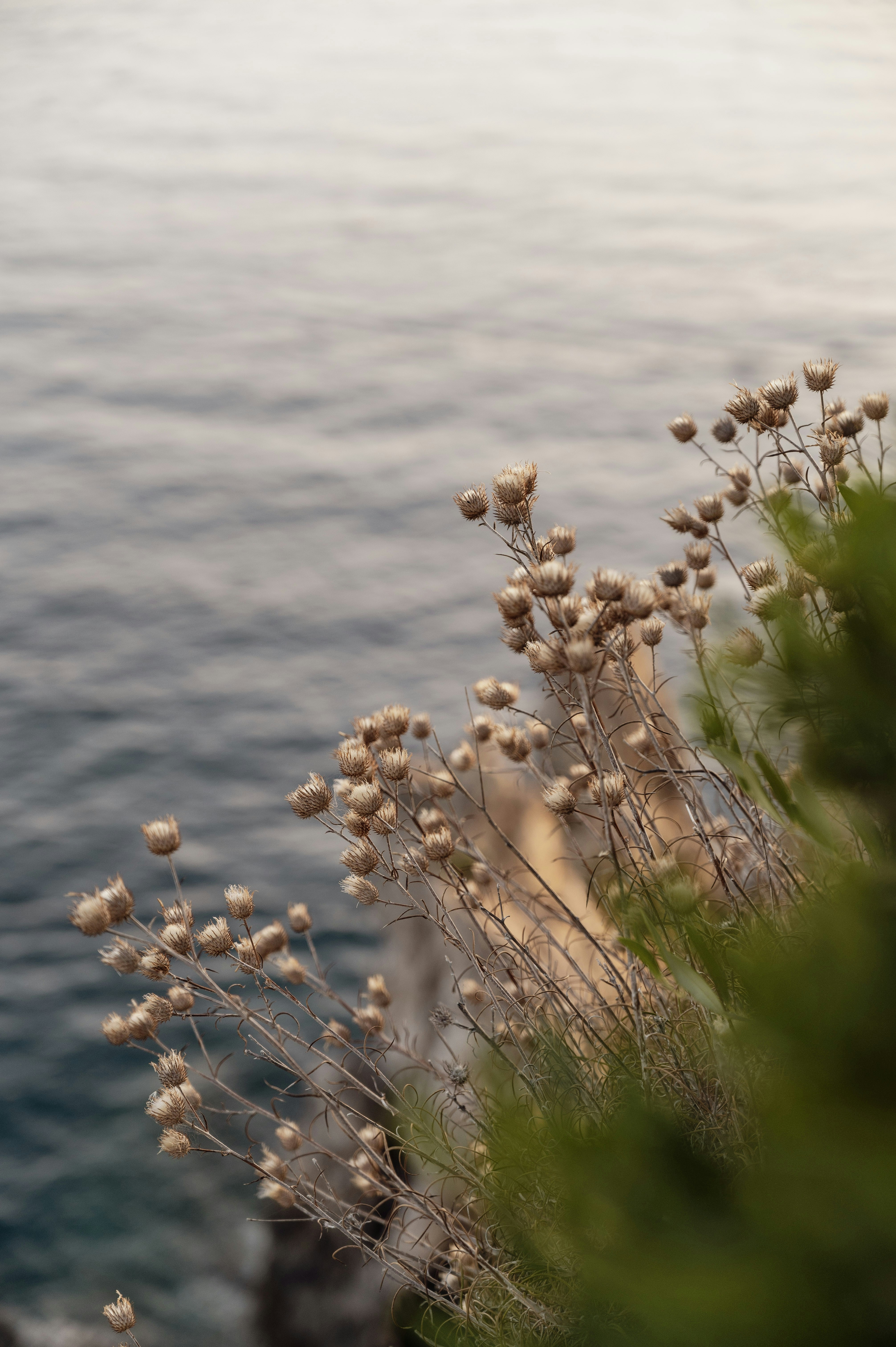 Dunes of Seeded Silhouettes Over Quiet Water