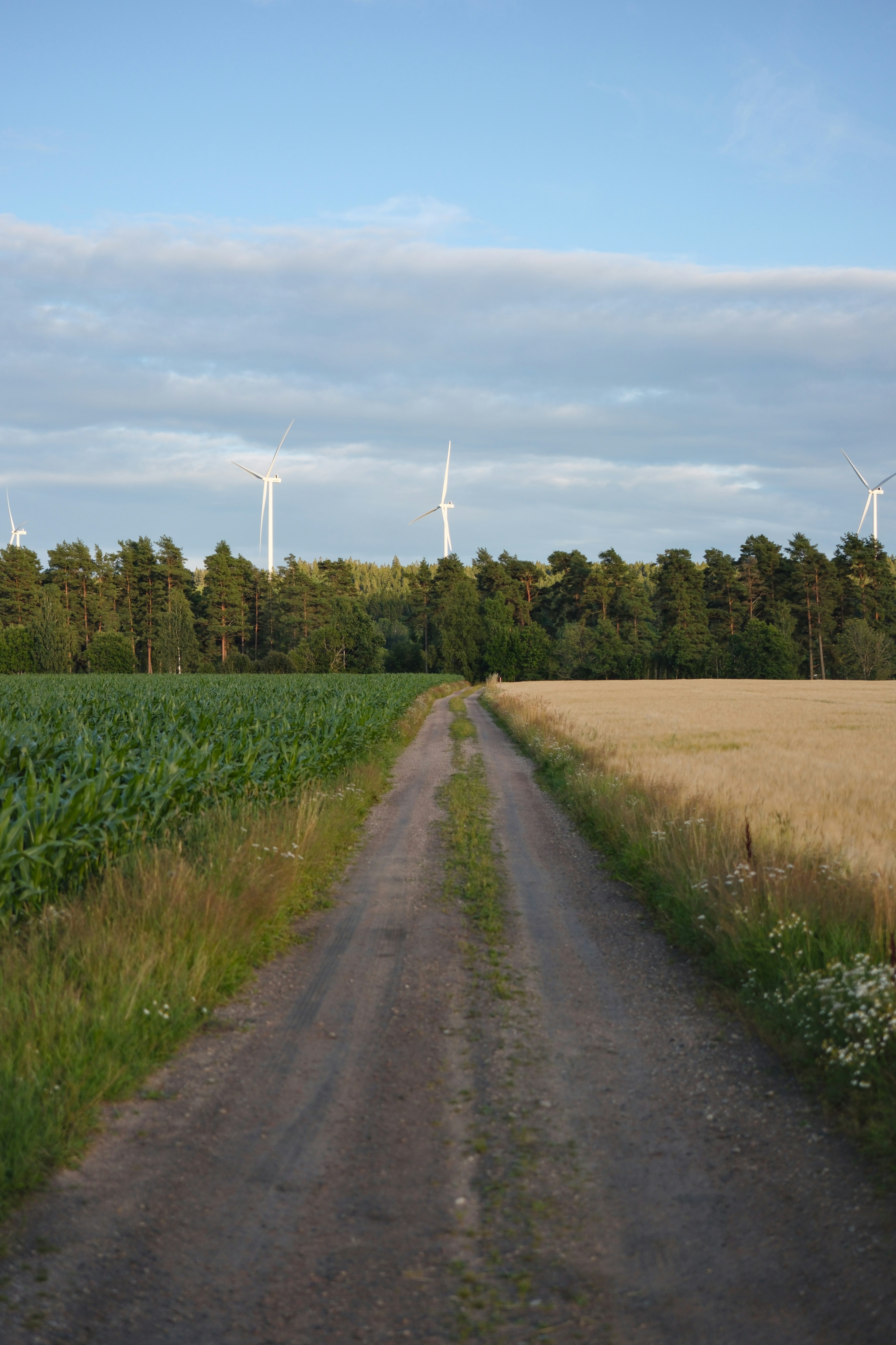 Dusty rural path leading to wind turbines under a blue sky