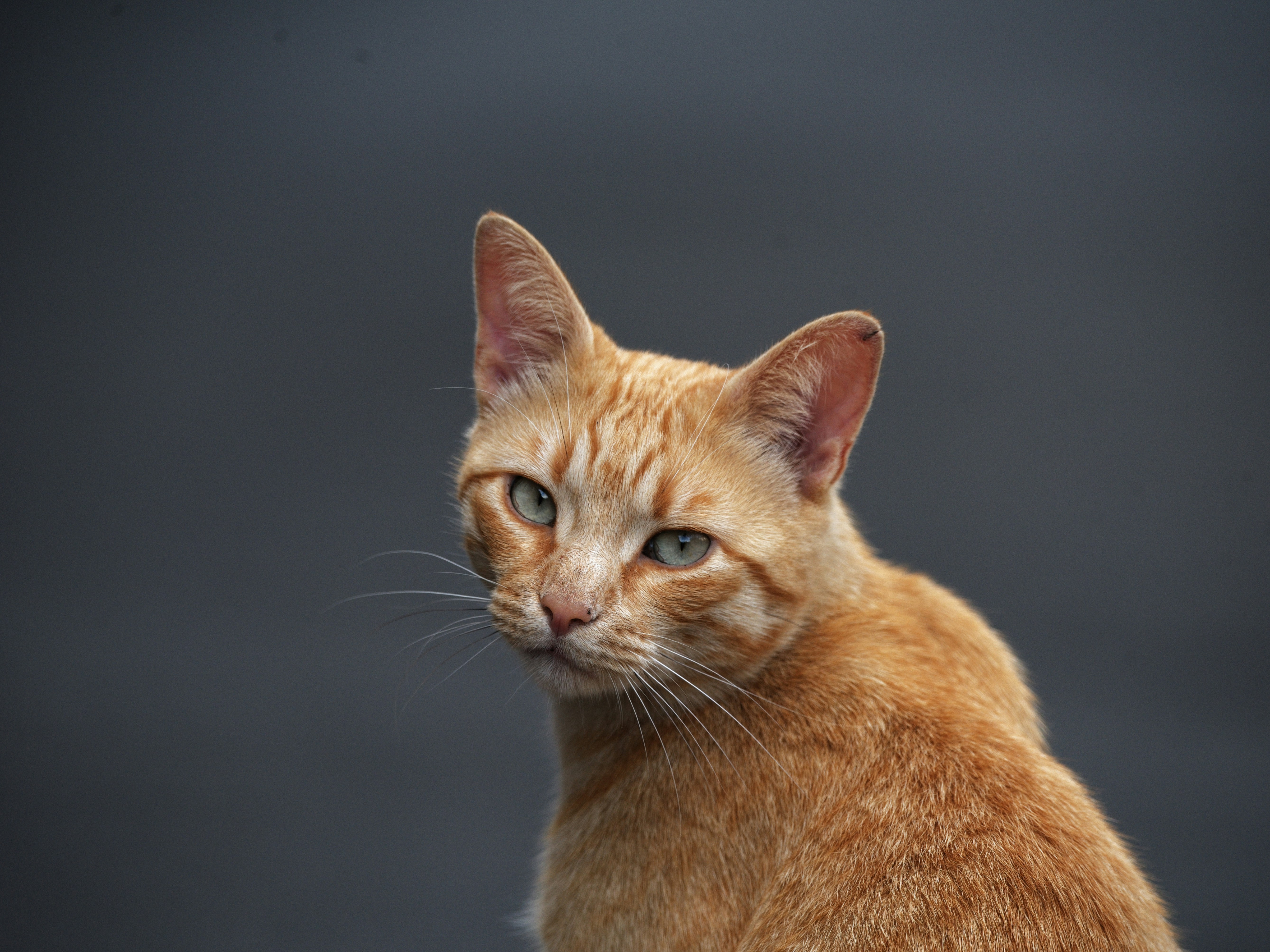 Amber gaze: the ginger feline centers the frame