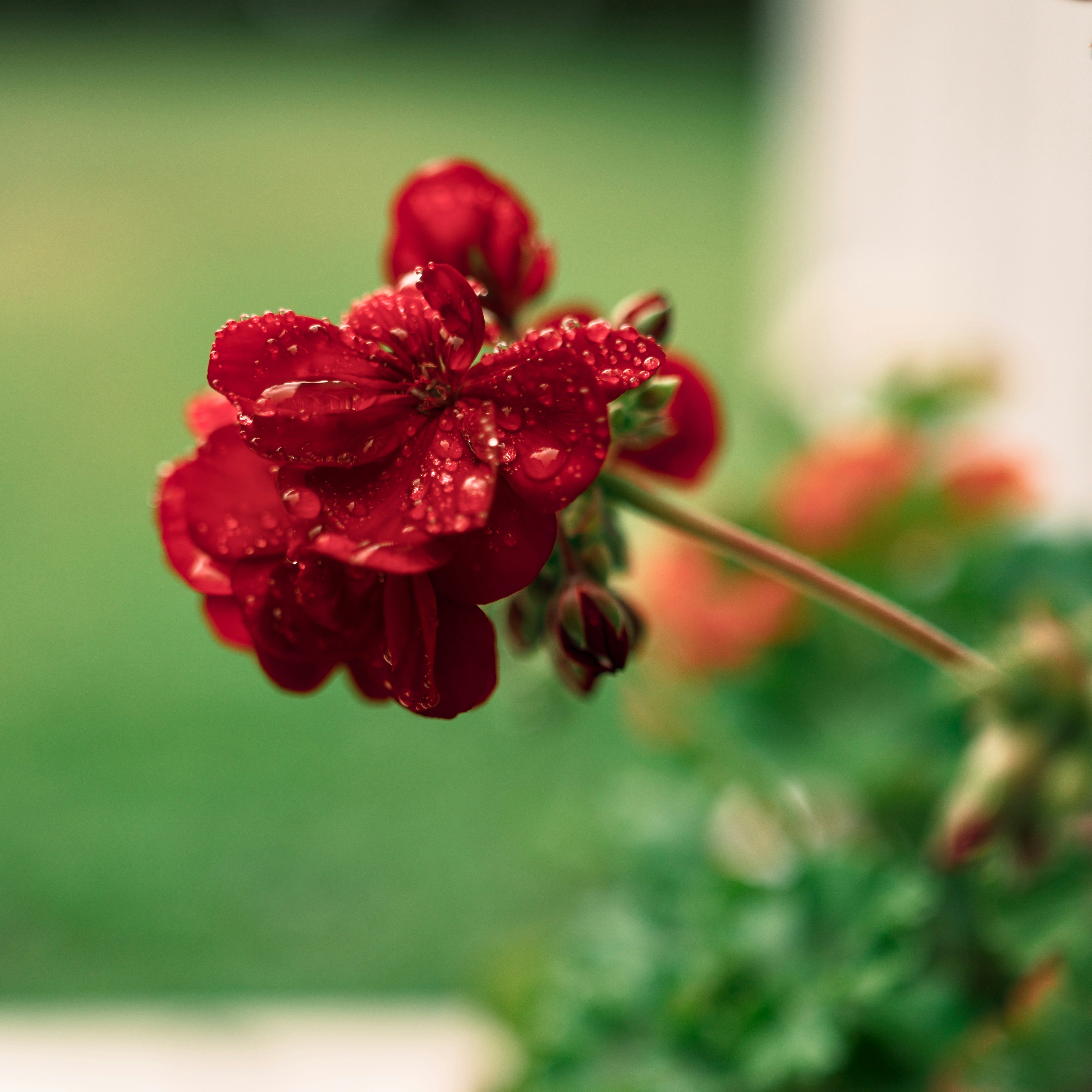 Red Hydrangea Blossom in Dewy Morning Light