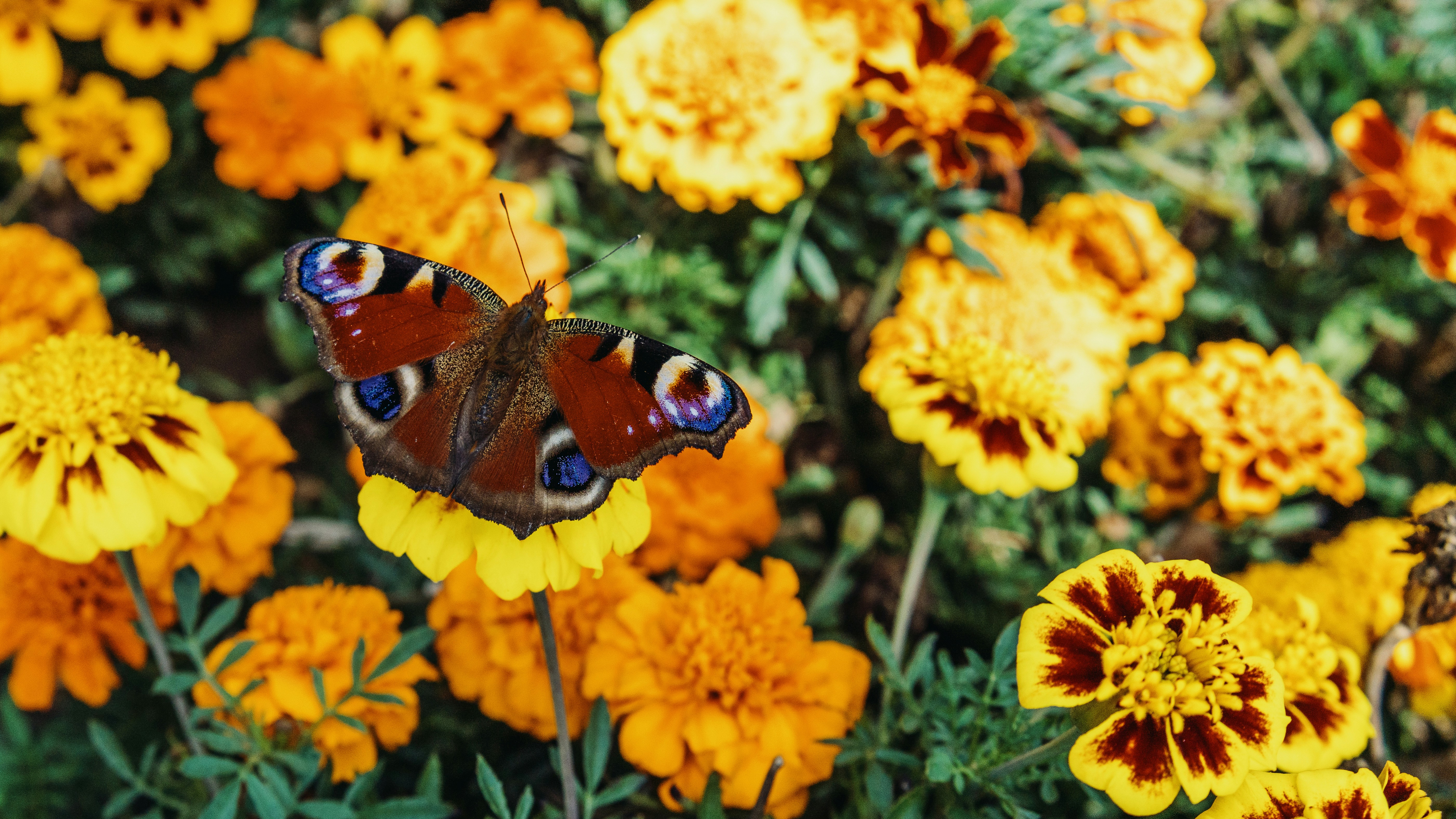 Butterfly Calm Among Golden Blossoms