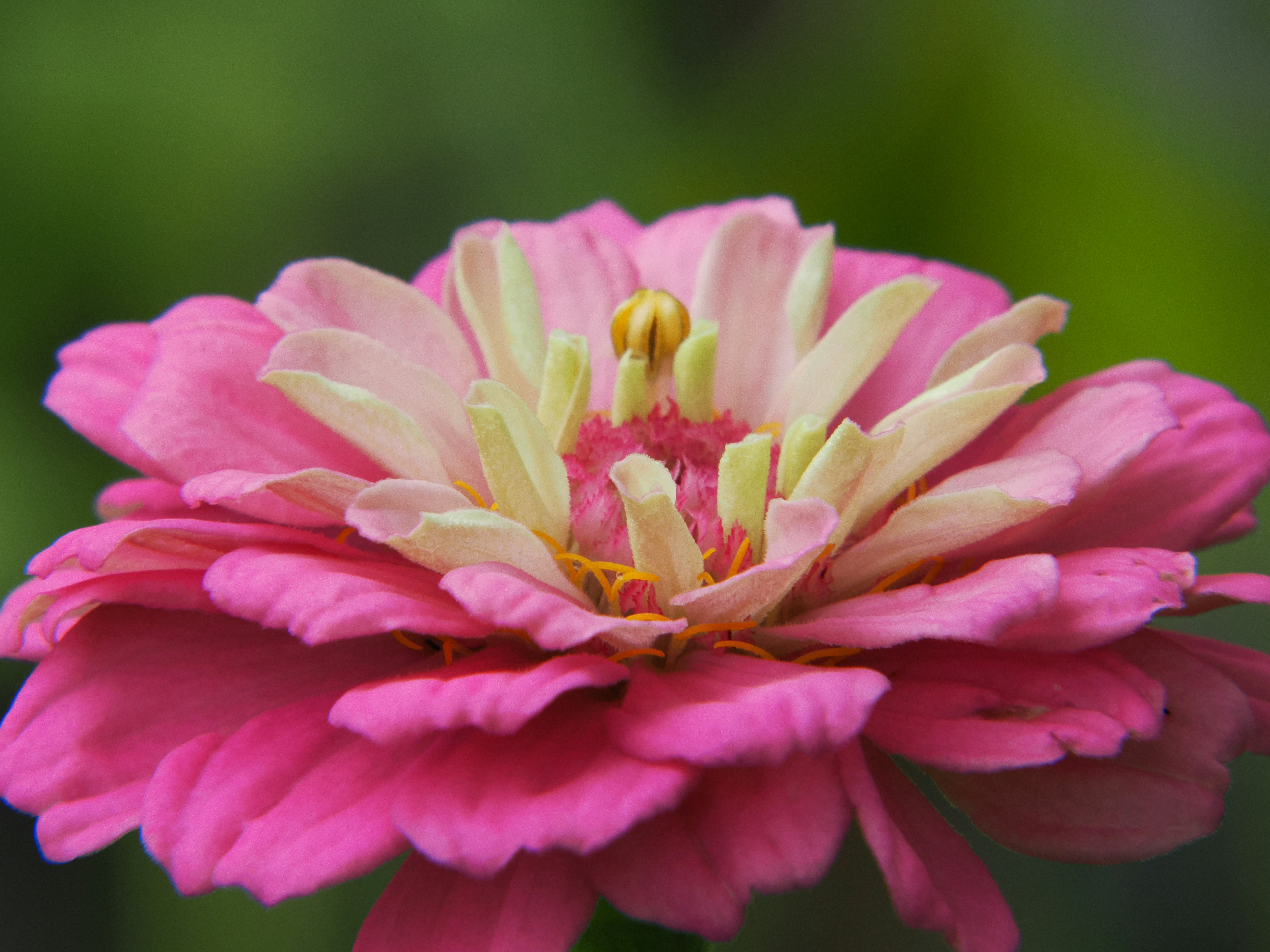 Petal Prism: A Pink Camellia in Macro Warmth